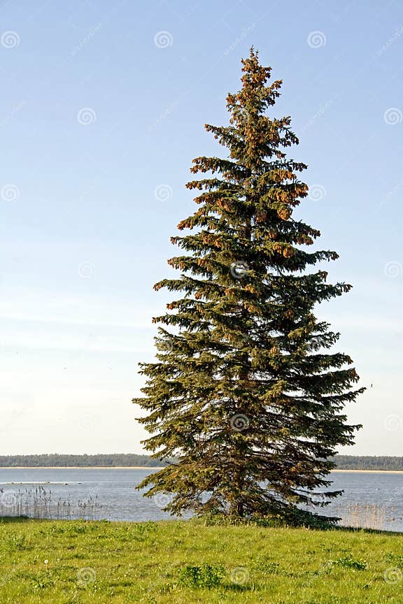 Spruce tree stock image. Image of stands, nature, single - 5150033