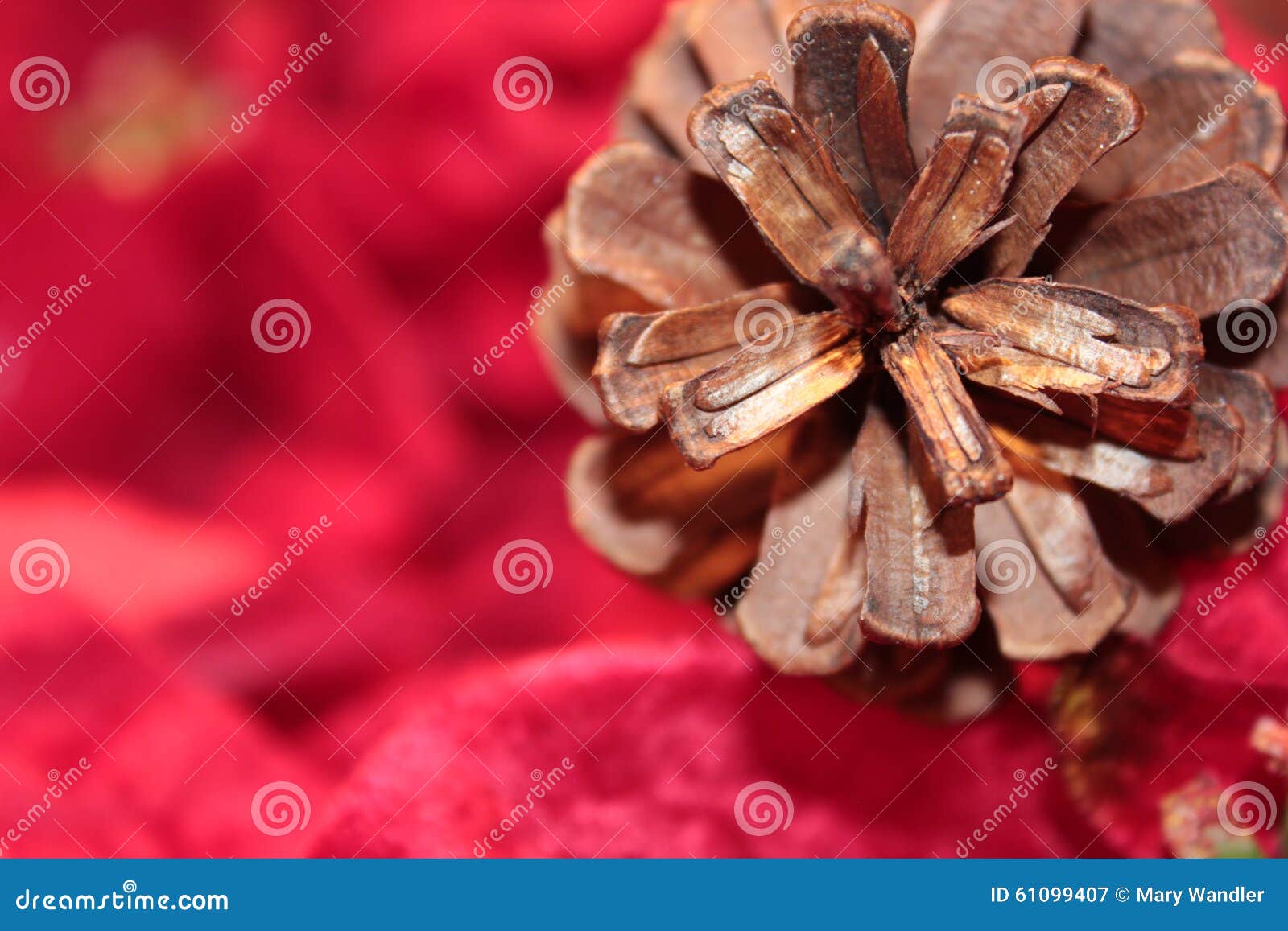 Spruce Tree Acorn stock image. Image of multi, decorated - 61099407