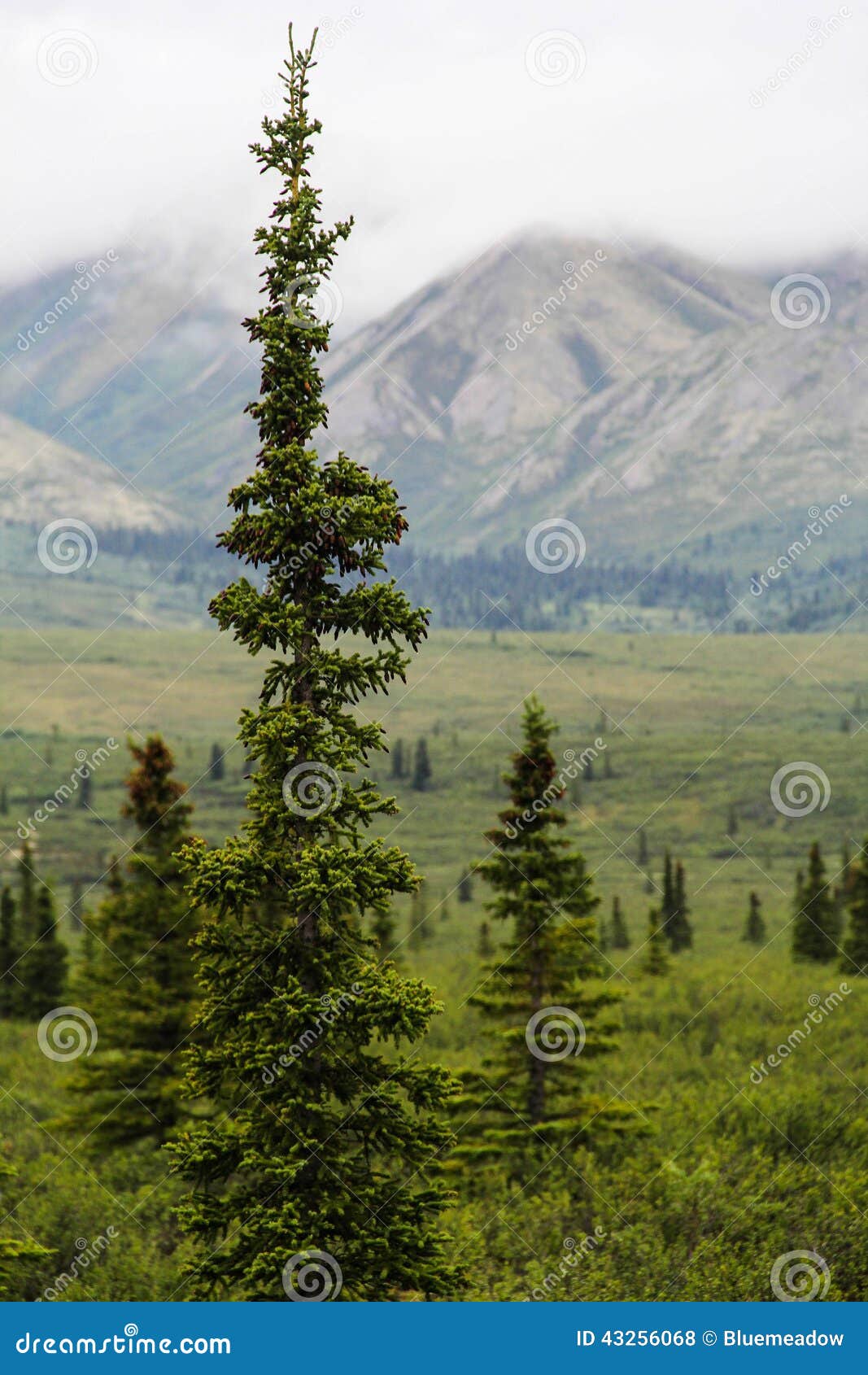 Spruce tree stock photo. Image of lone, mountainside - 43256068