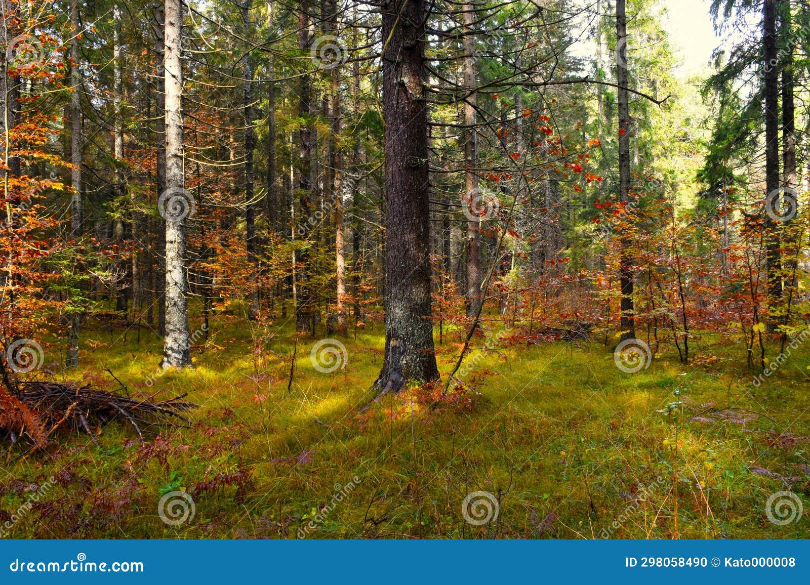 Spruce Tree in an Autumn Mixed Conifer and Broadleaf Forest Stock Photo ...