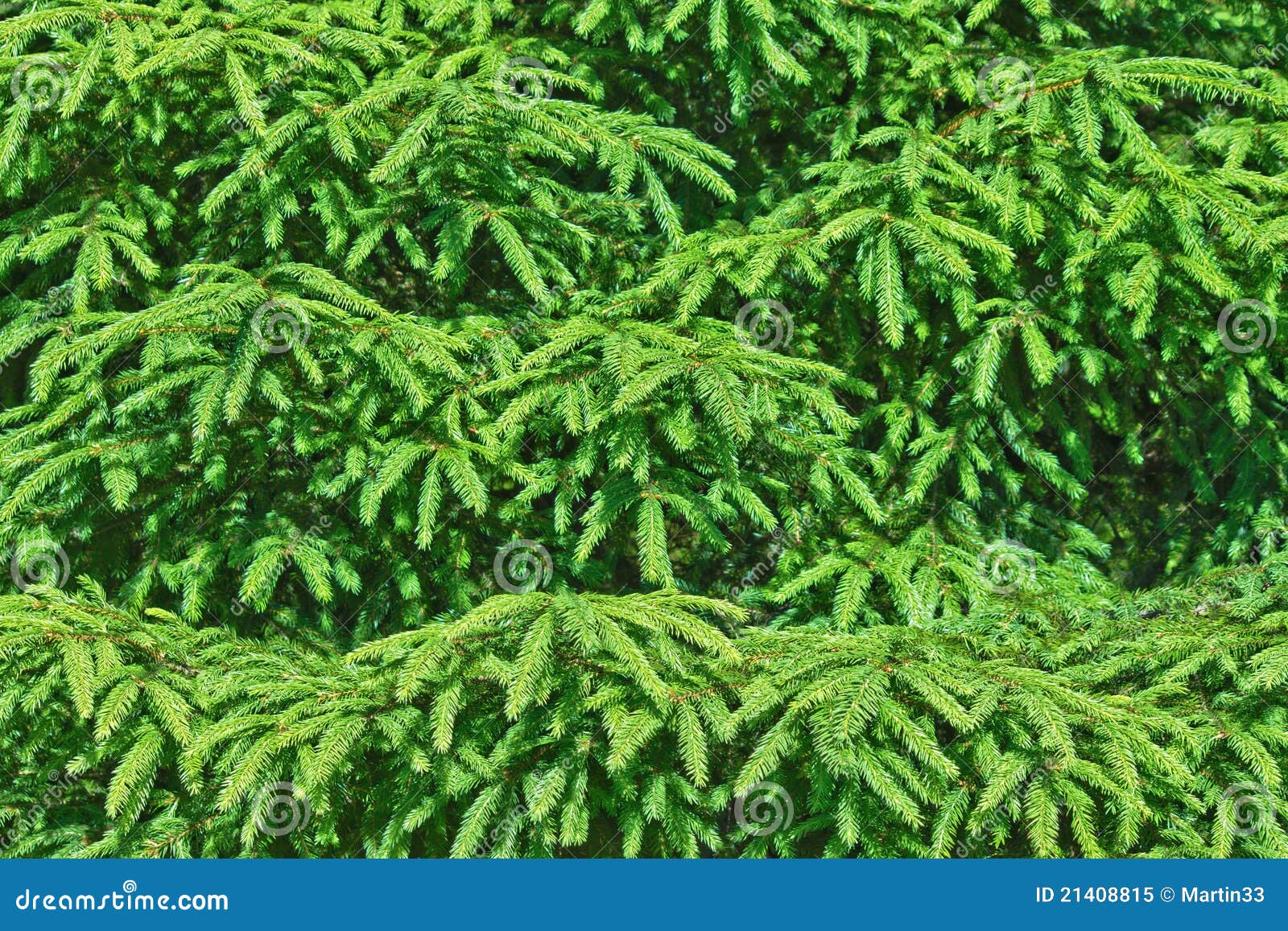 Spruce tree background stock image. Image of tree, background - 21408815
