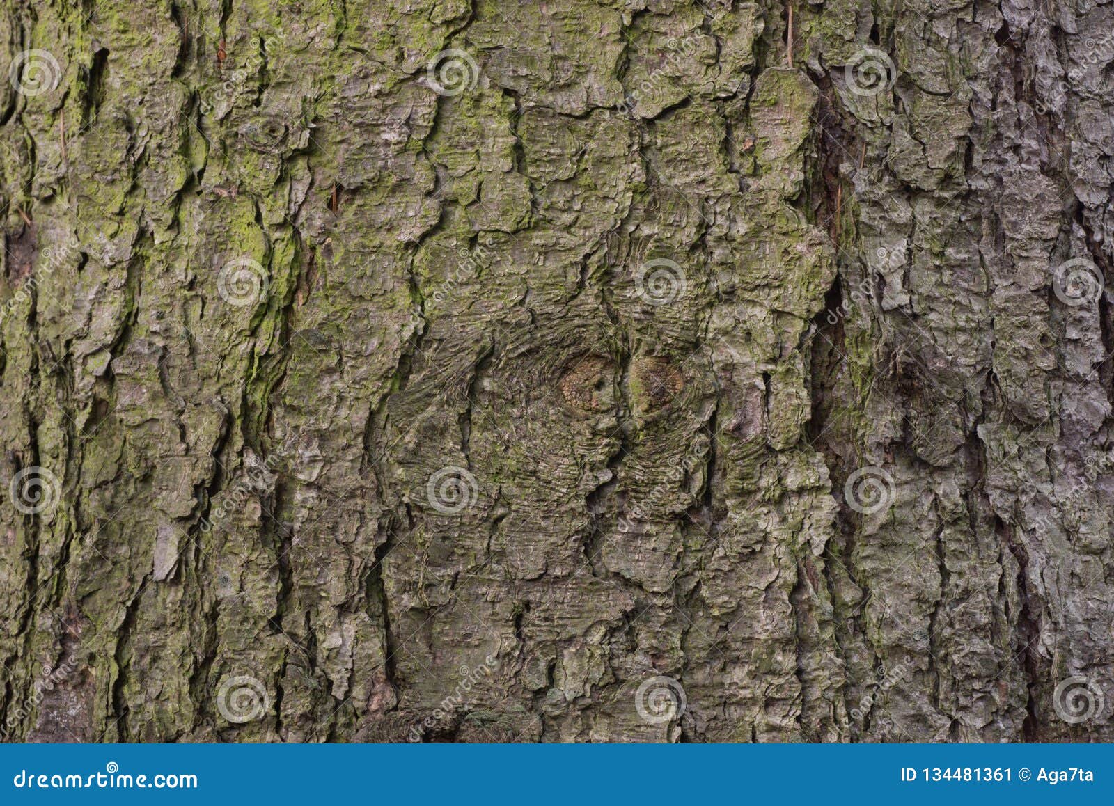 Spruce Tree Bark Background Texture Stock Image - Image of gray ...