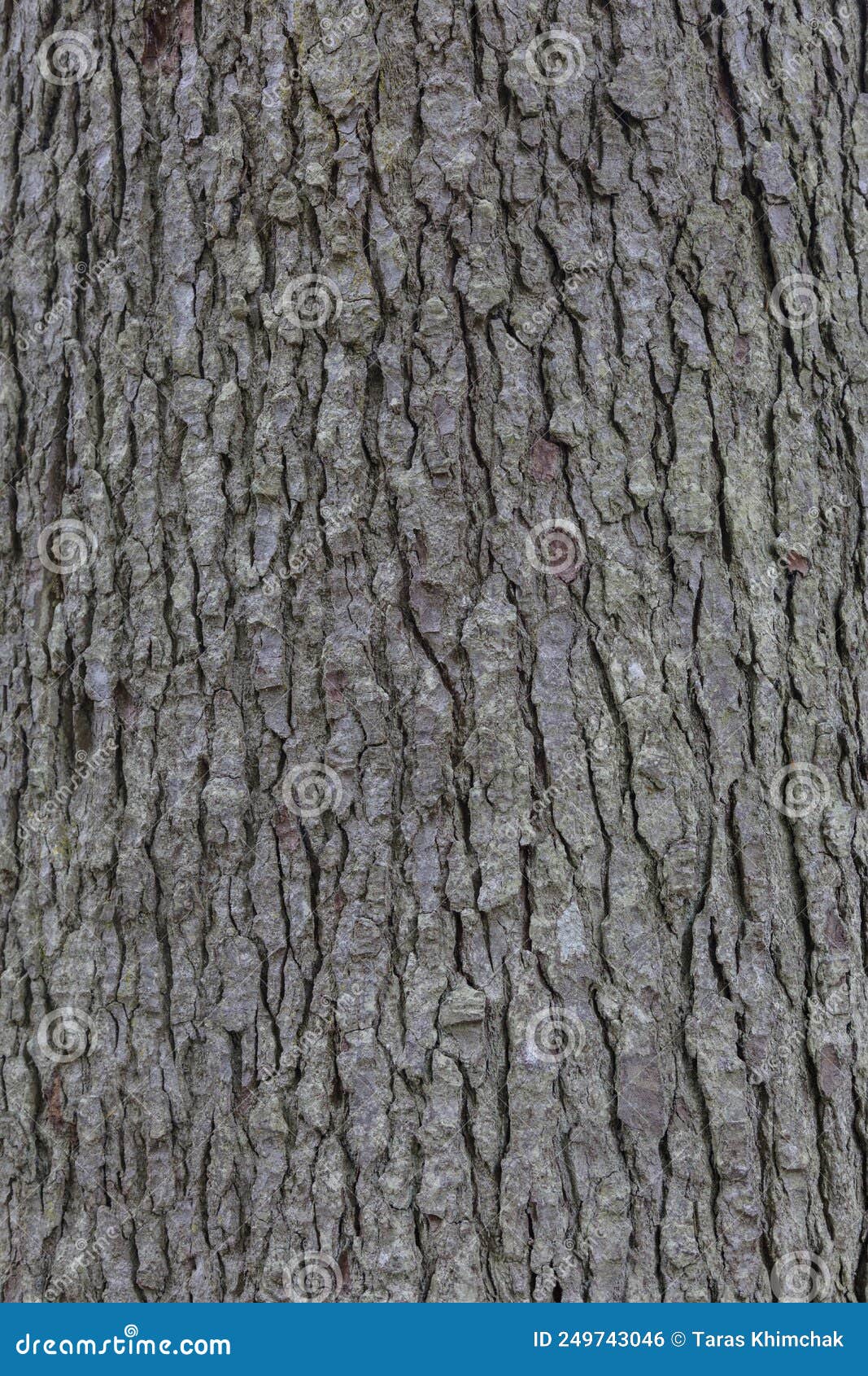 Bark of Spruce Tree Texture Background Pattern Stock Photo - Image of ...