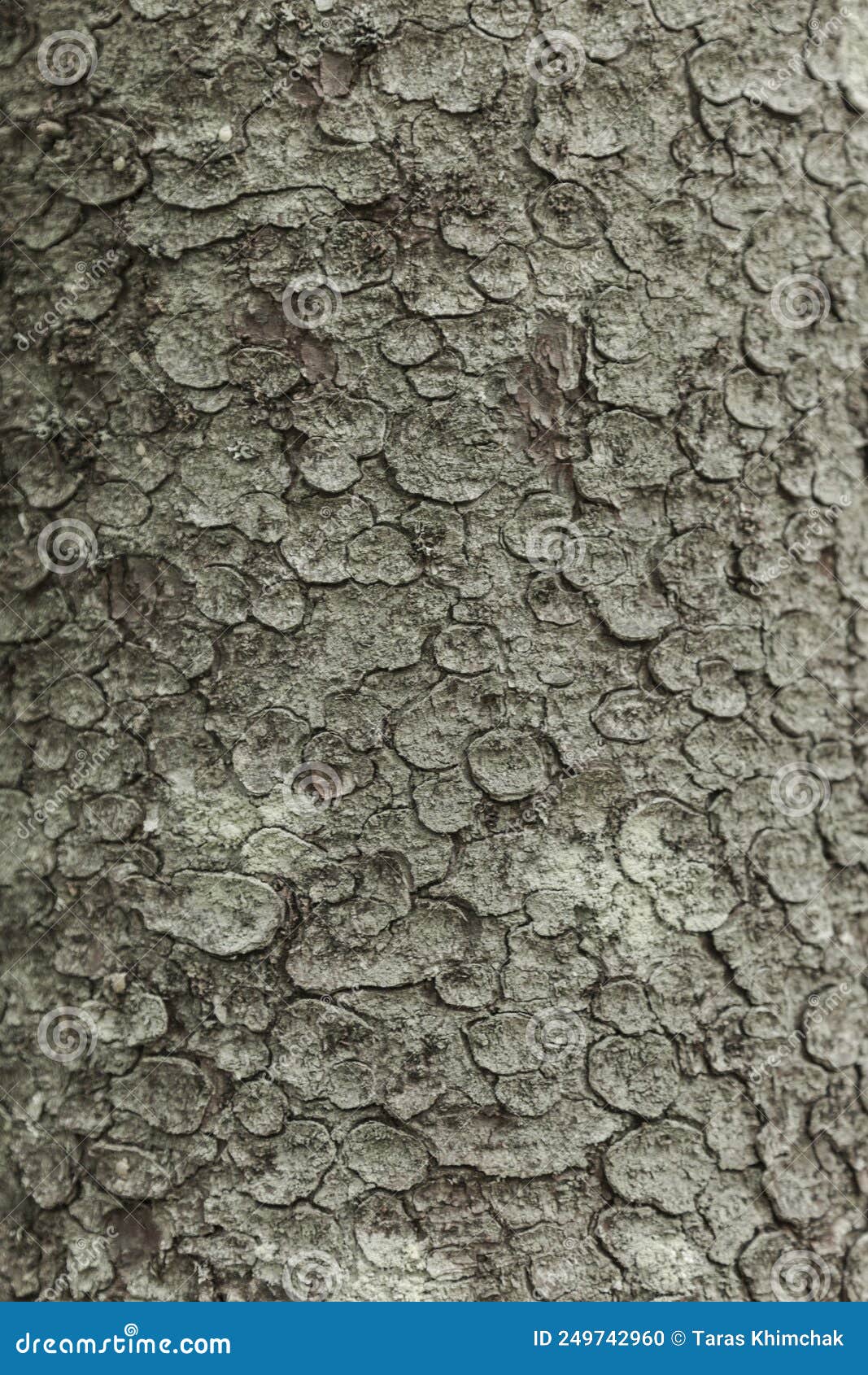 Spruce Tree Bark Close Up the Exfoliating Bark of the Tree Light ...