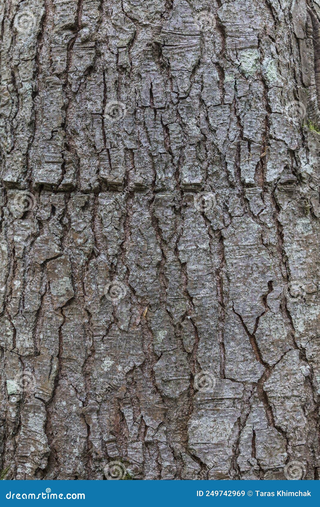 Spruce Tree Bark Close Up the Exfoliating Bark of the Tree Light ...