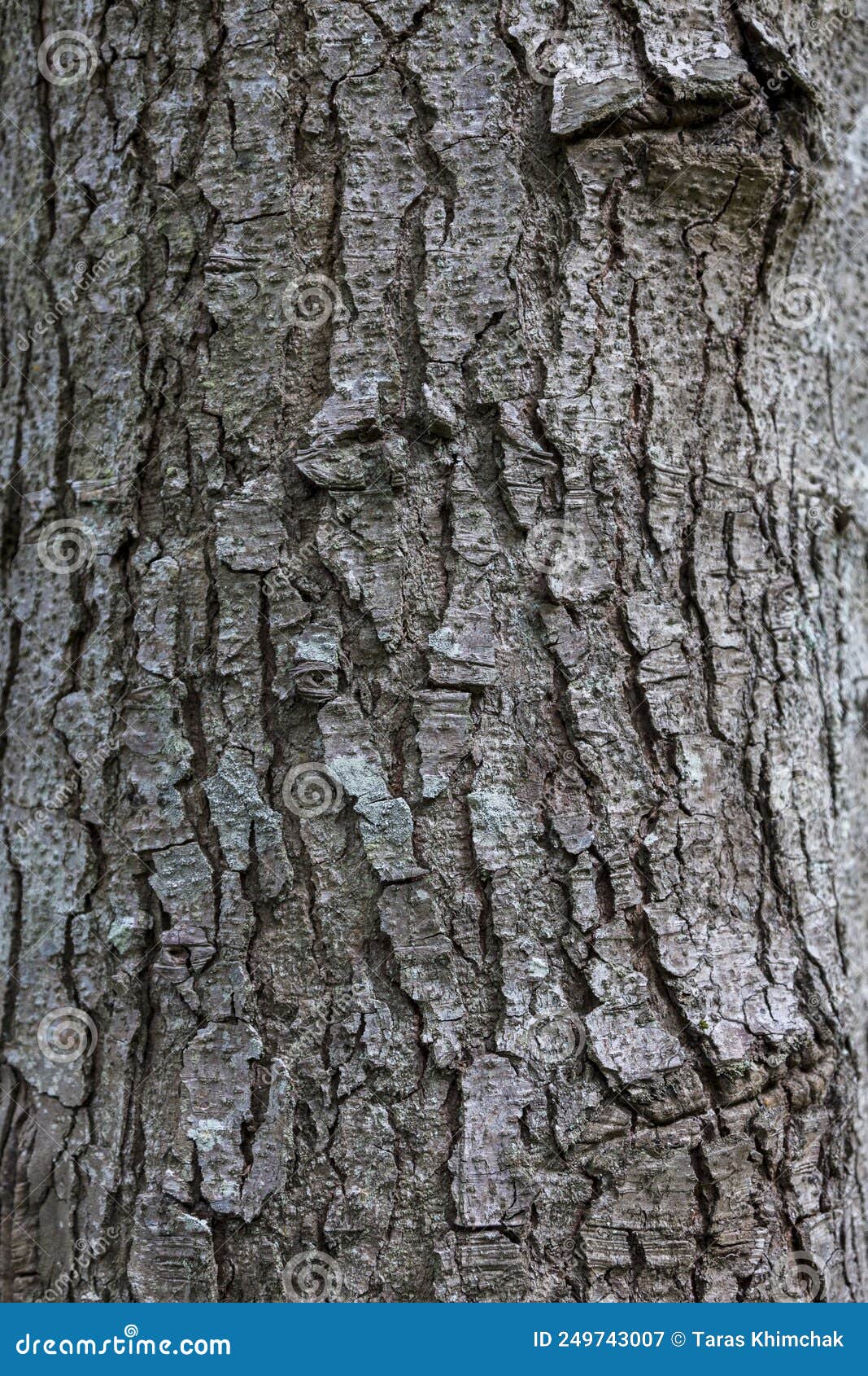 Spruce Tree Bark Close Up the Exfoliating Bark of the Tree Light ...