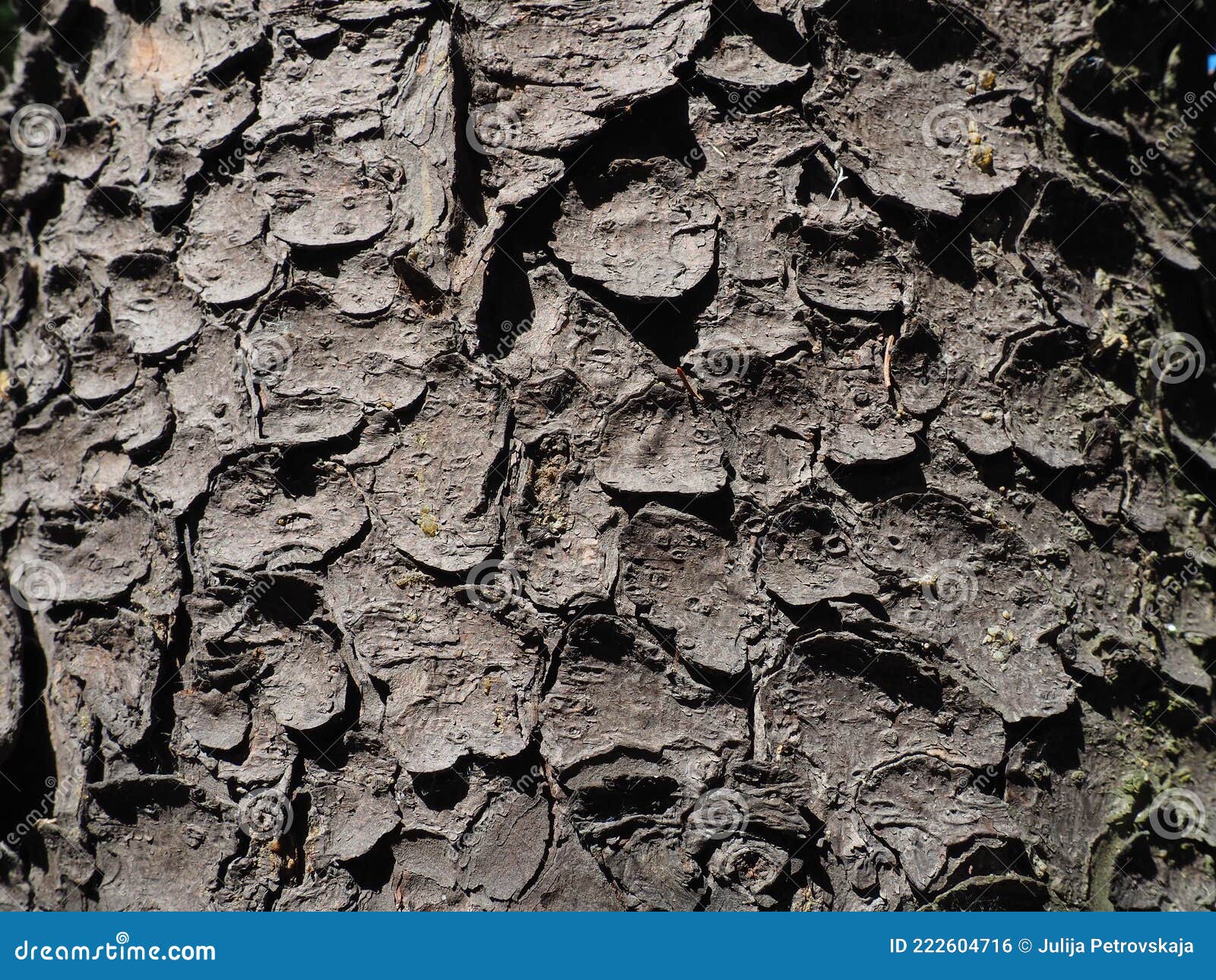 Spruce Tree Bark Close Up. the Exfoliating Bark of the Tree. Light ...