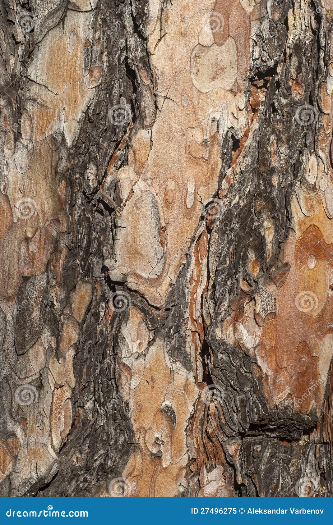 Spruce tree bark closeup stock image. Image of plant - 27496275