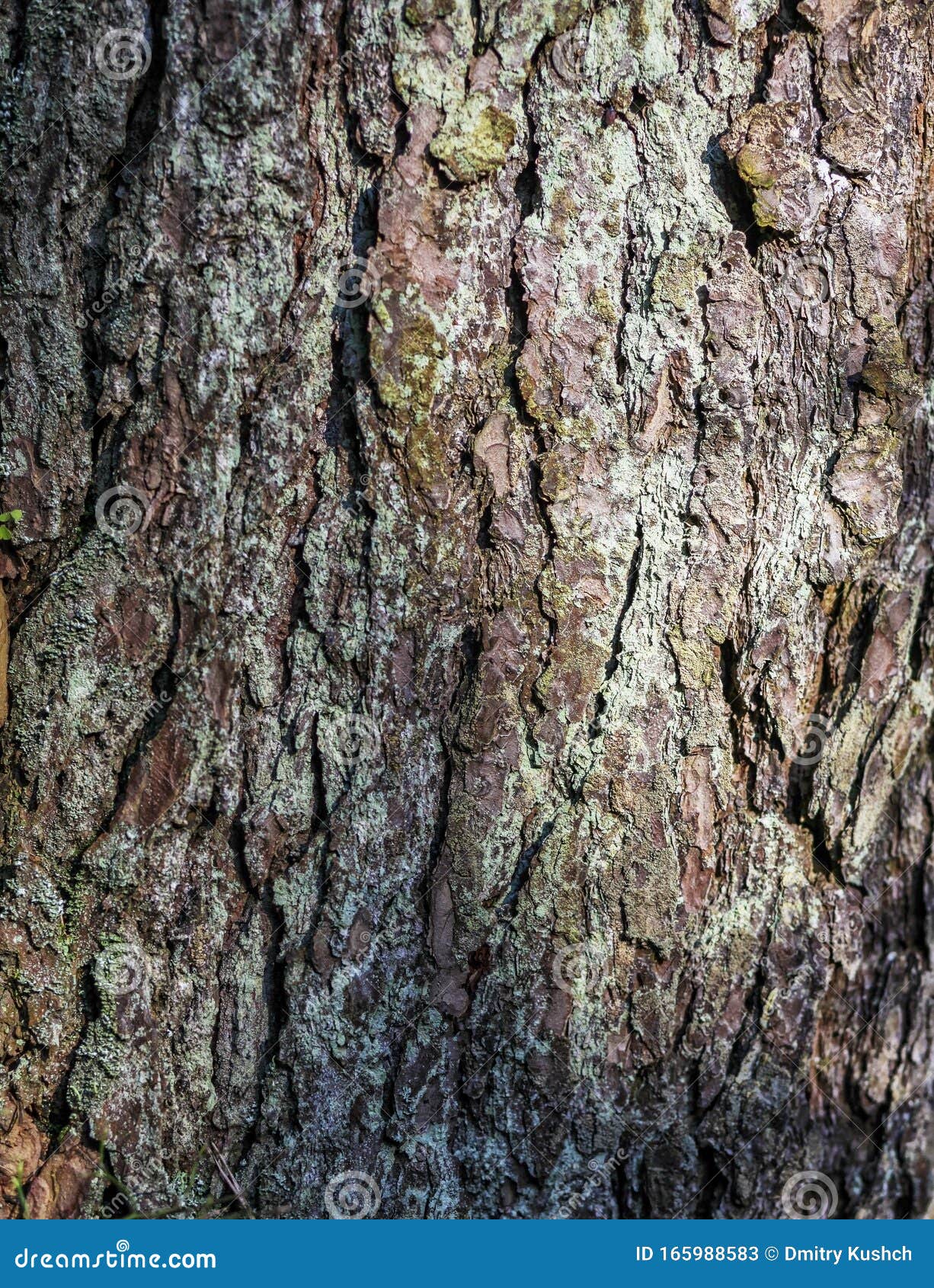 Spruce Tree Bark Closeup Texture Stock Image - Image of backdrop ...