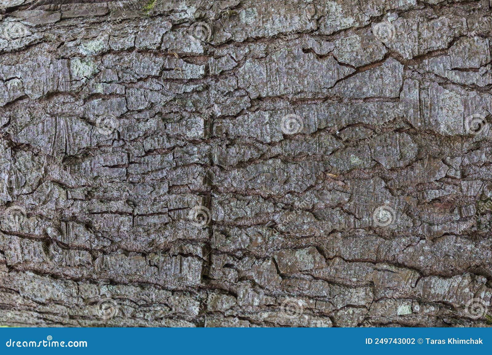 Spruce Tree Bark the Exfoliating Bark of the Tree Light Gradient ...