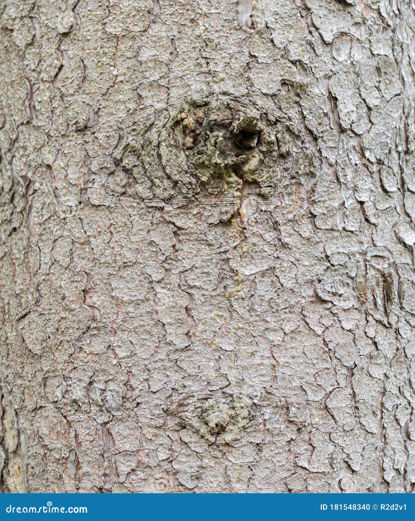 Spruce tree bark texture stock photo. Image of wooden - 181548340