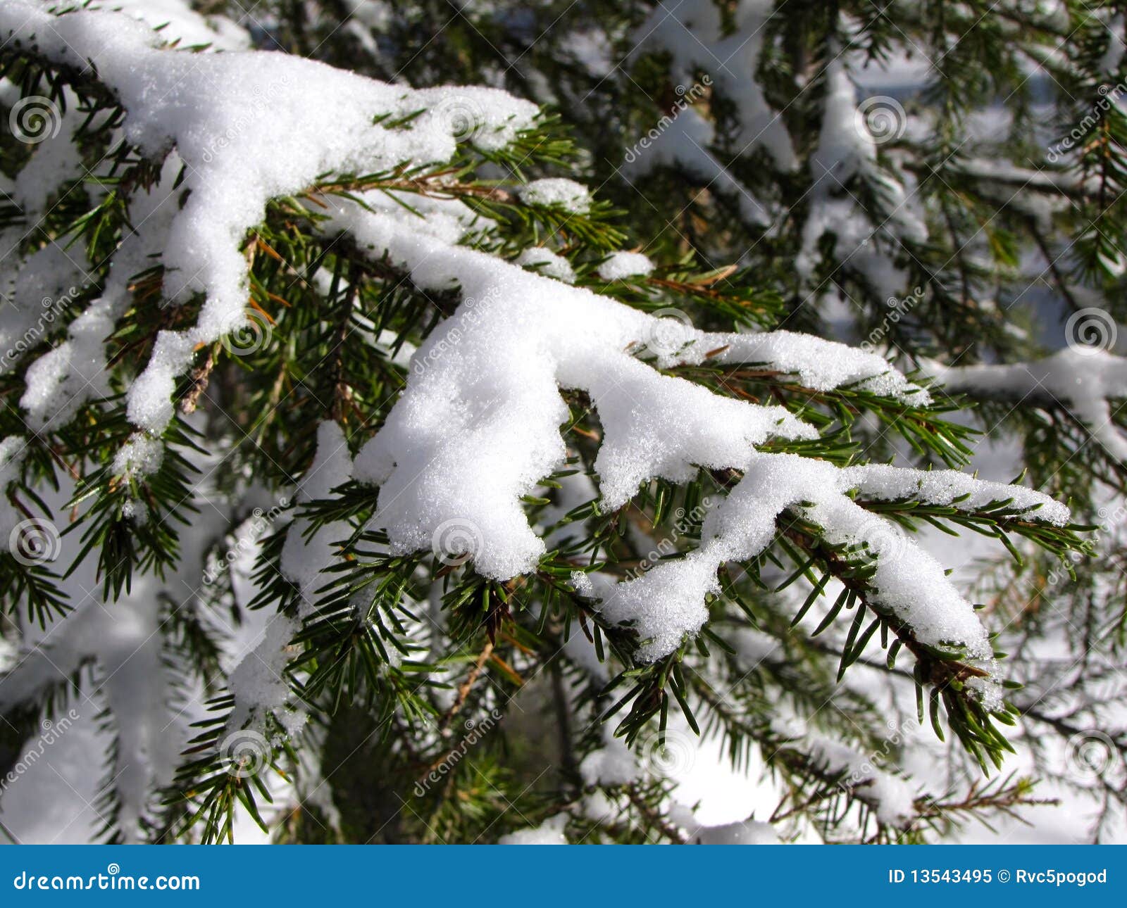 Spruce tree branch stock image. Image of forest, branch - 13543495