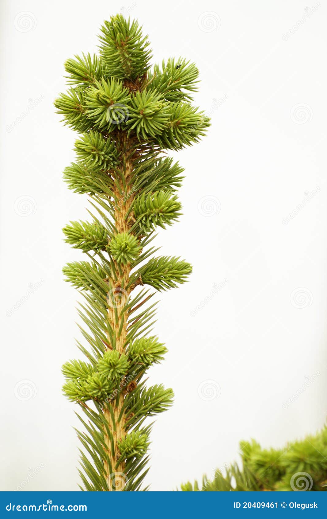 Spruce tree branch stock image. Image of coniferous, trunk - 20409461