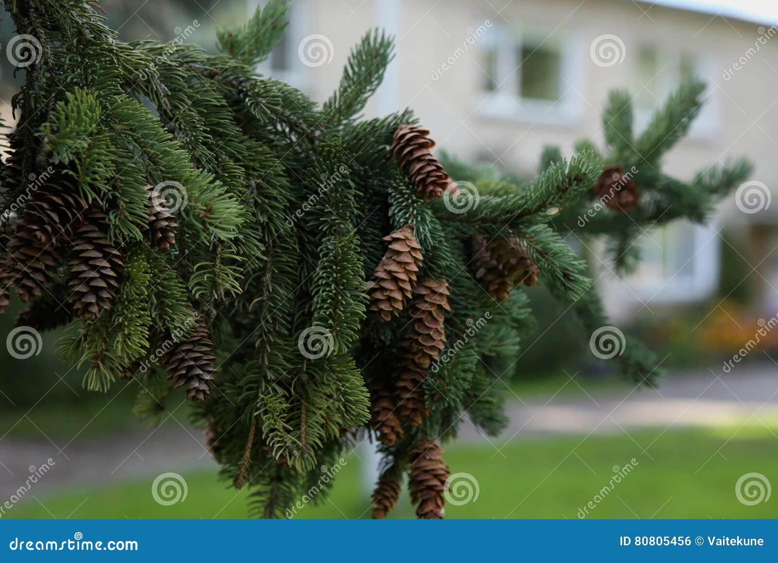 Spruce Tree Branch with Cones. Stock Photo - Image of green, pine: 80805456