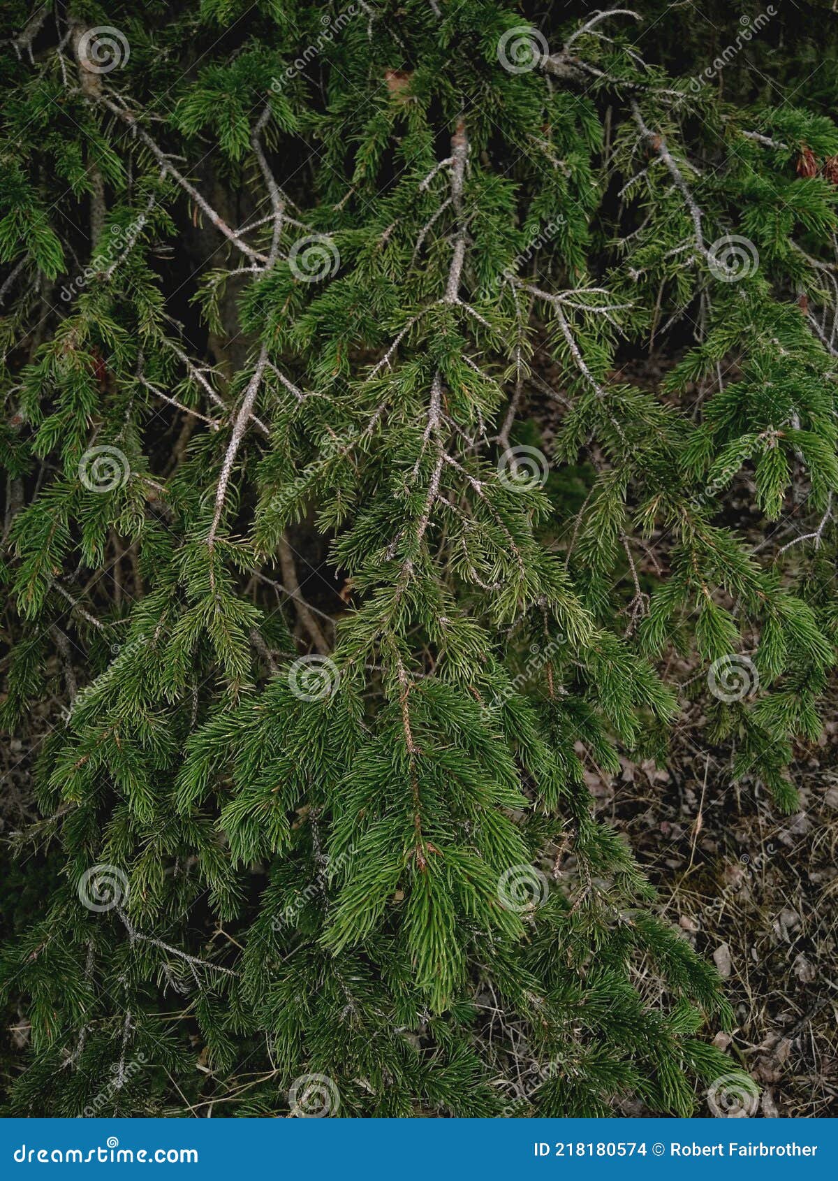 Spruce Tree Branch on the Ground Stock Photo - Image of evergreen, tree ...
