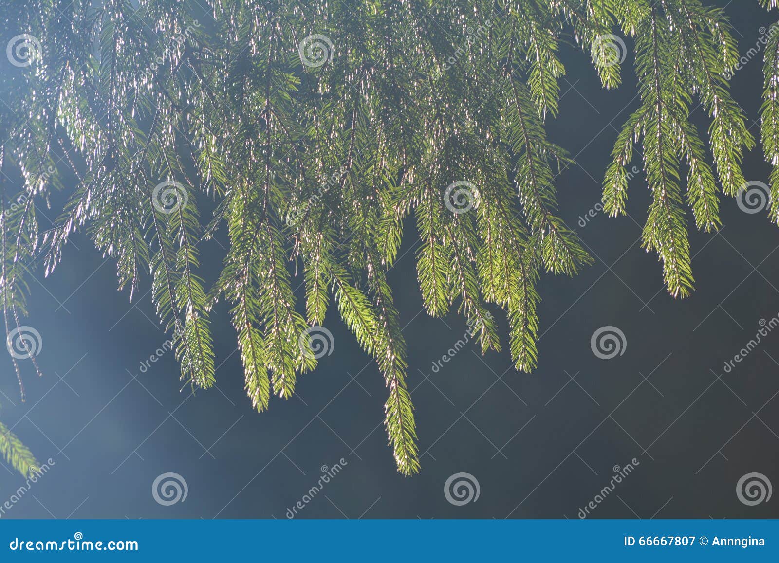 Spruce tree branch stock image. Image of tree, wood, rays - 66667807