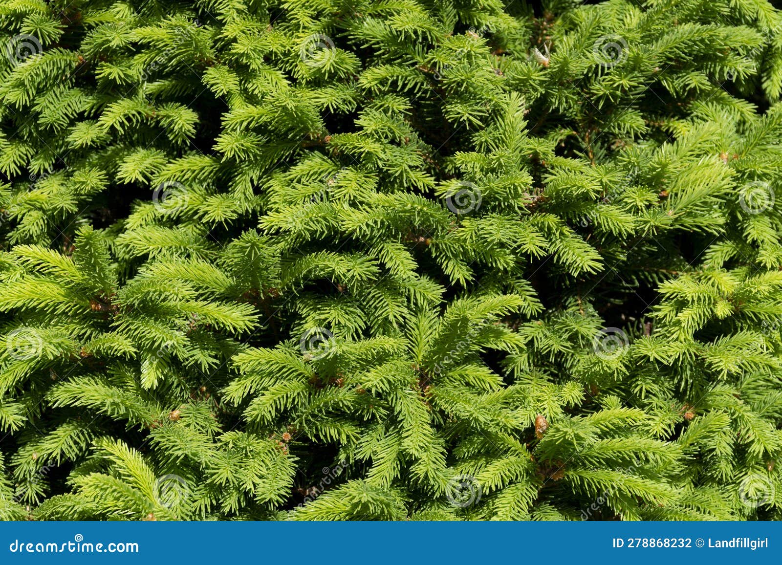 Spruce Tree Branch Texture Background Stock Photo - Image of landscape ...