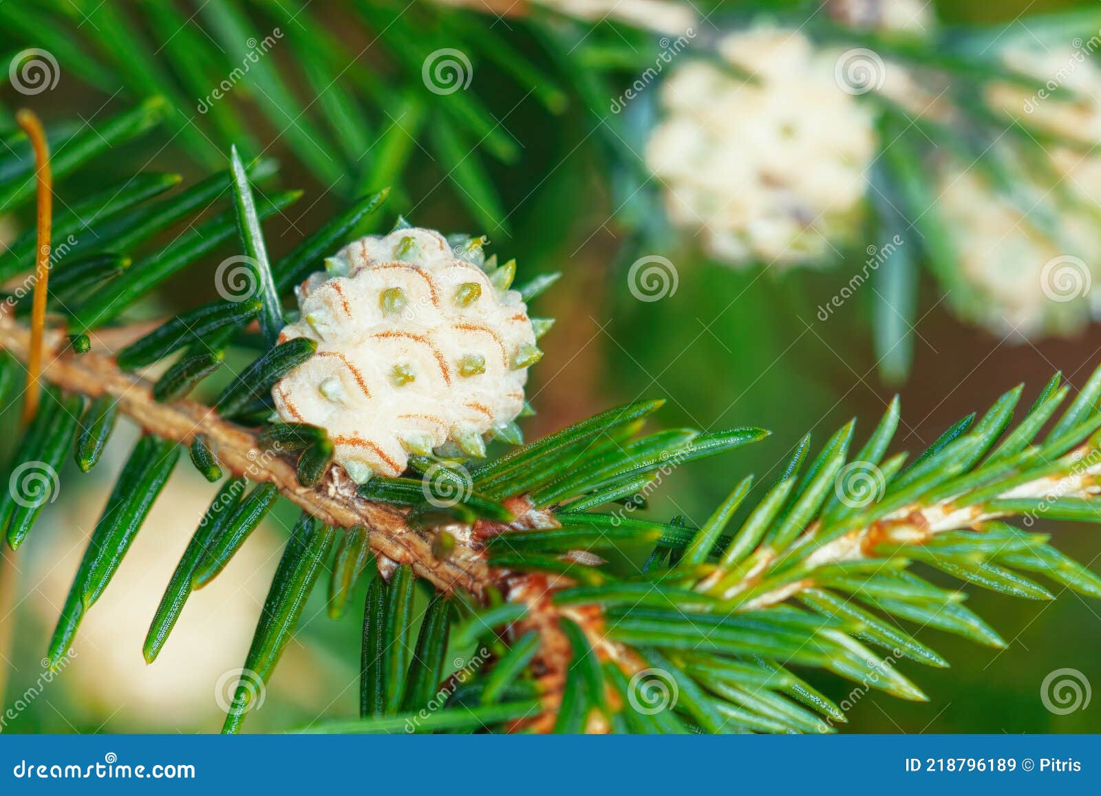 Spruce Tree Branch with Unusual Young Cones Stock Image - Image of ...