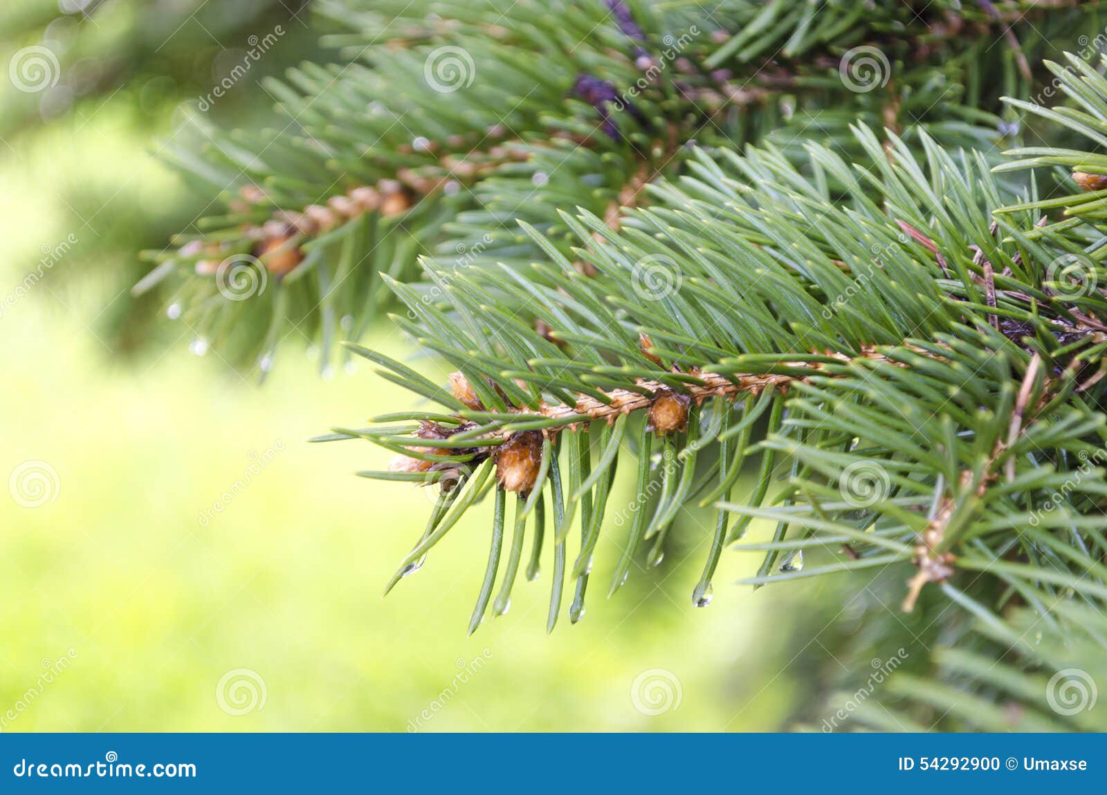 Spruce Tree Branch and Waterdrops Stock Photo - Image of pine, crystal ...