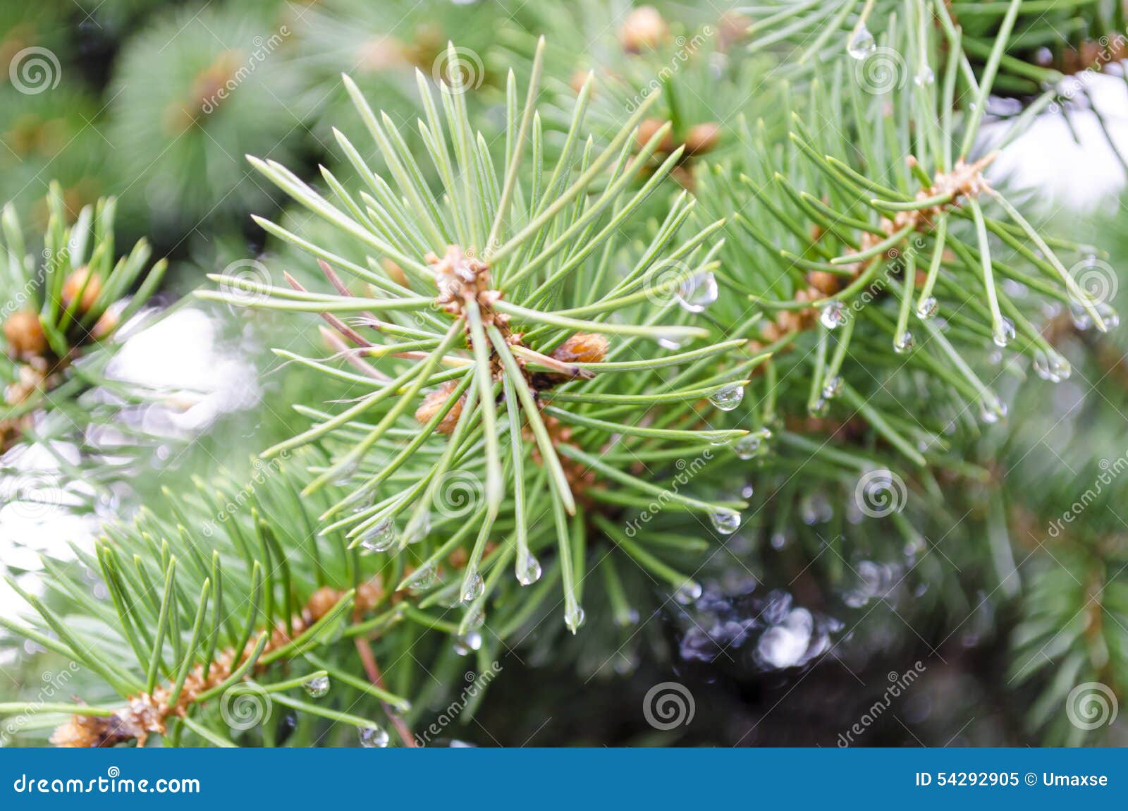 Spruce Tree Branch and Waterdrops Stock Image - Image of nature, branch ...