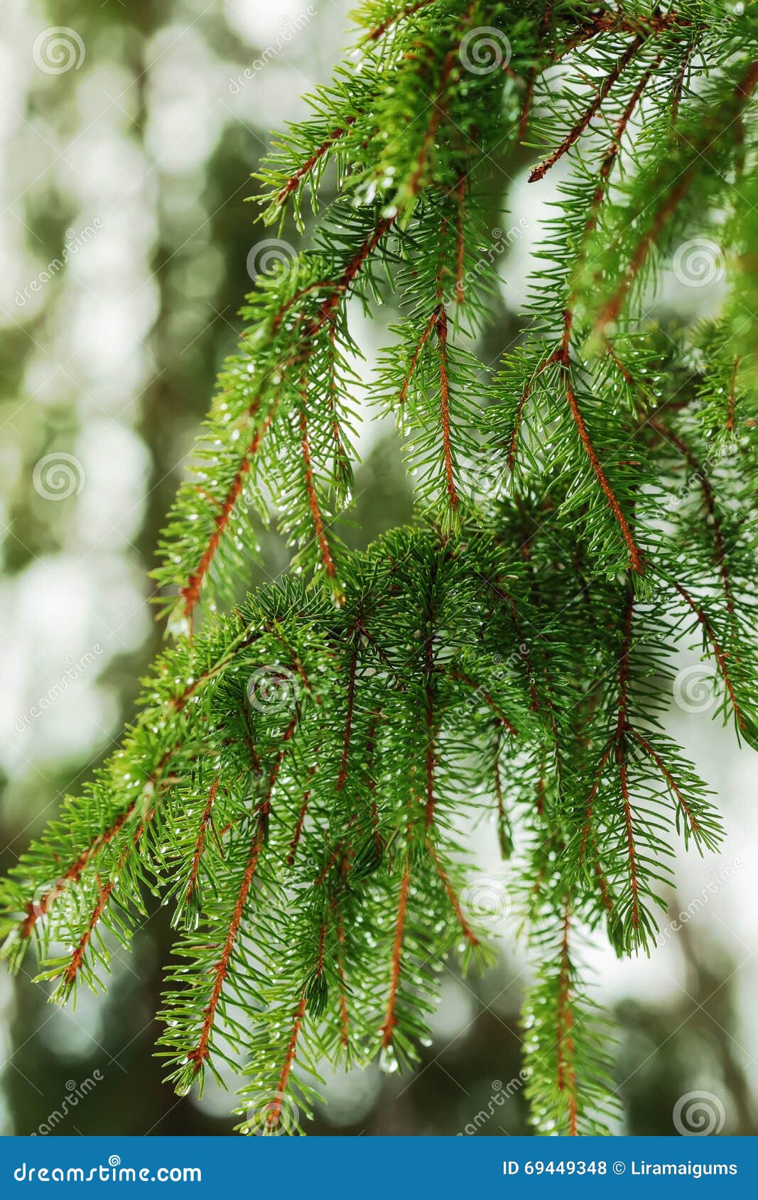 Spruce tree branch stock photo. Image of holiday, green - 69449348