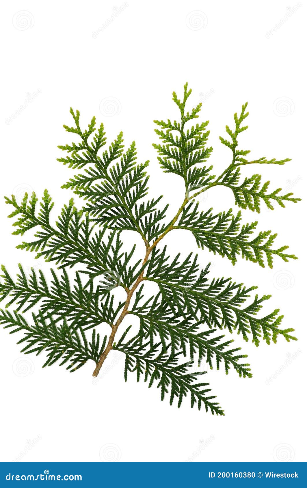 Spruce Tree Branch on the White Background Stock Photo - Image of ...