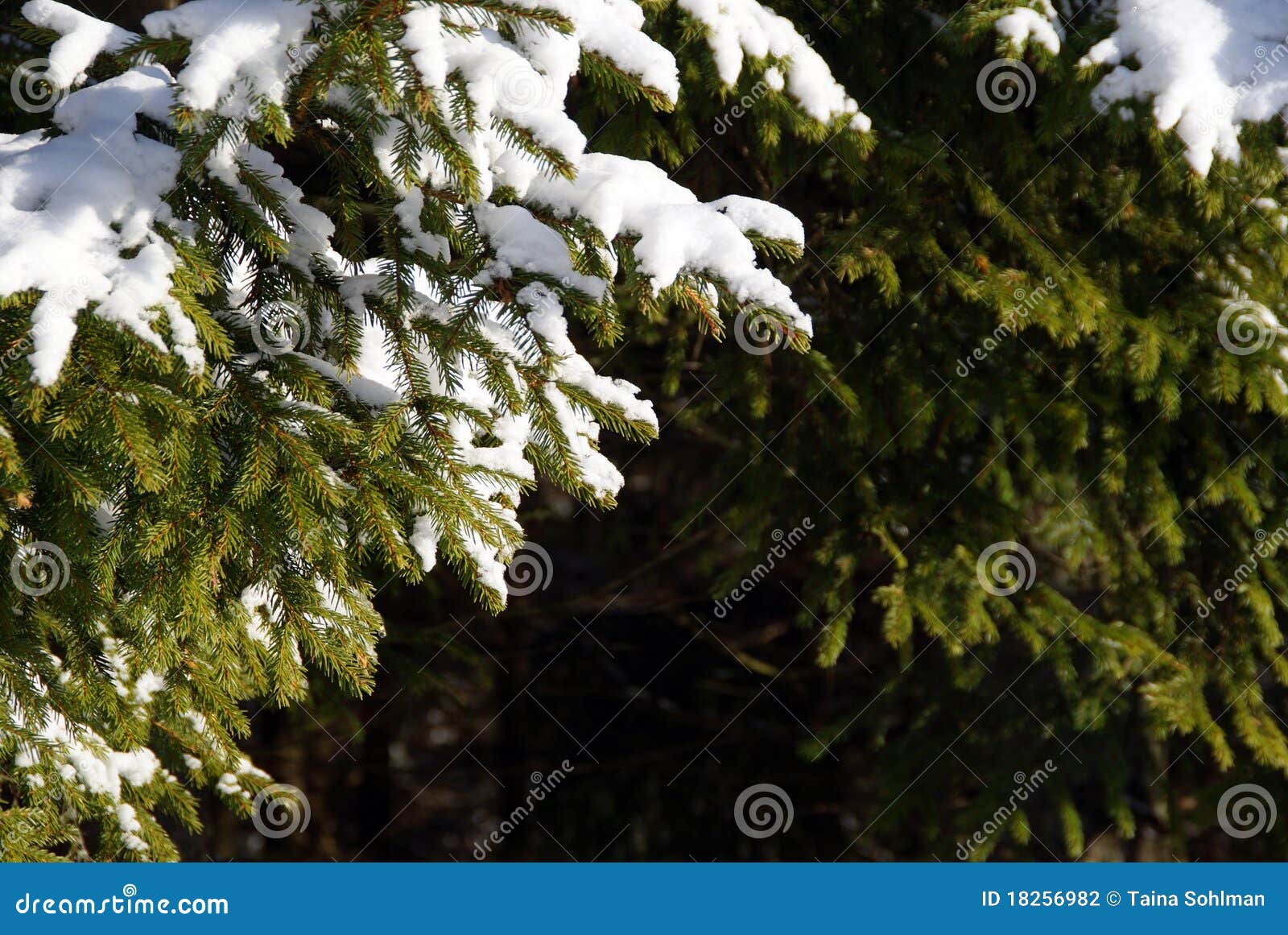 Spruce Tree Branches stock photo. Image of evergreen - 18256982