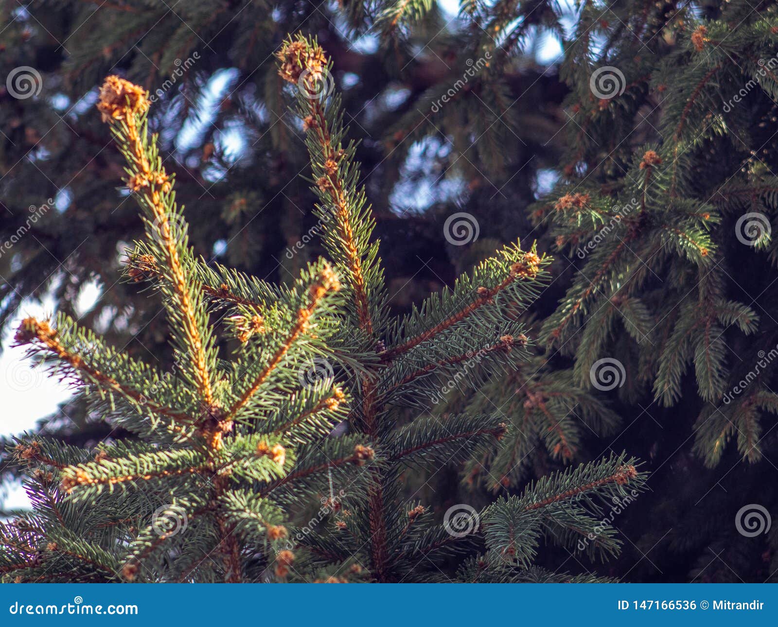 Spruce Tree Branches in the Morning Sun Stock Photo - Image of macro ...