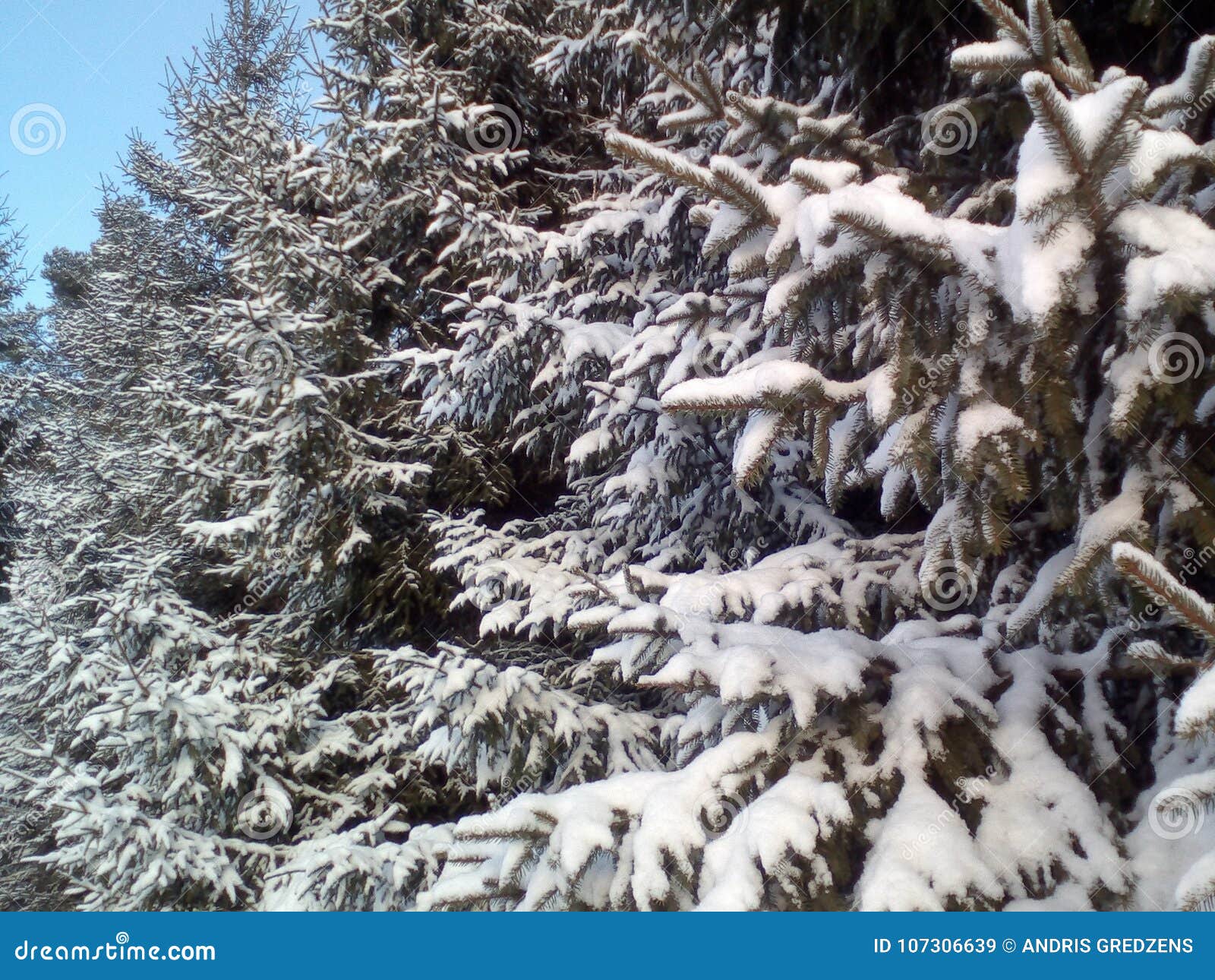 Spruce tree stock image. Image of branches, wood, cold - 107306639