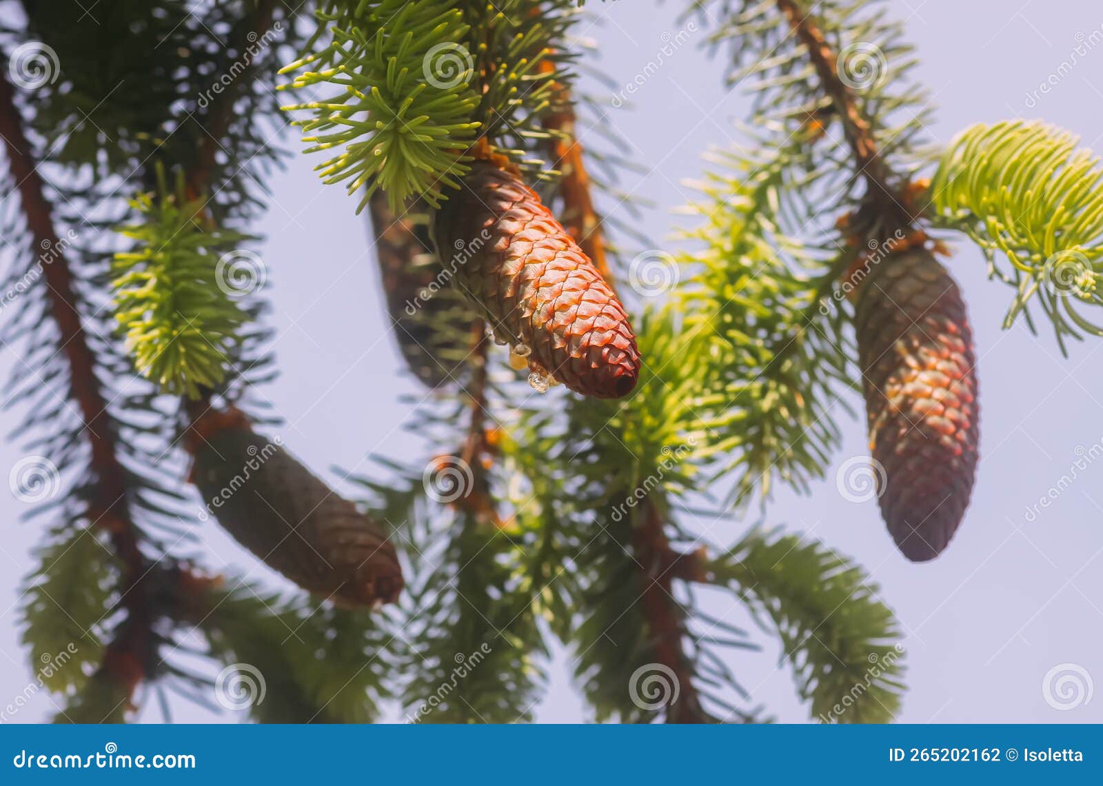 Spruce Tree Branches in Summer Park Stock Photo - Image of christmas ...