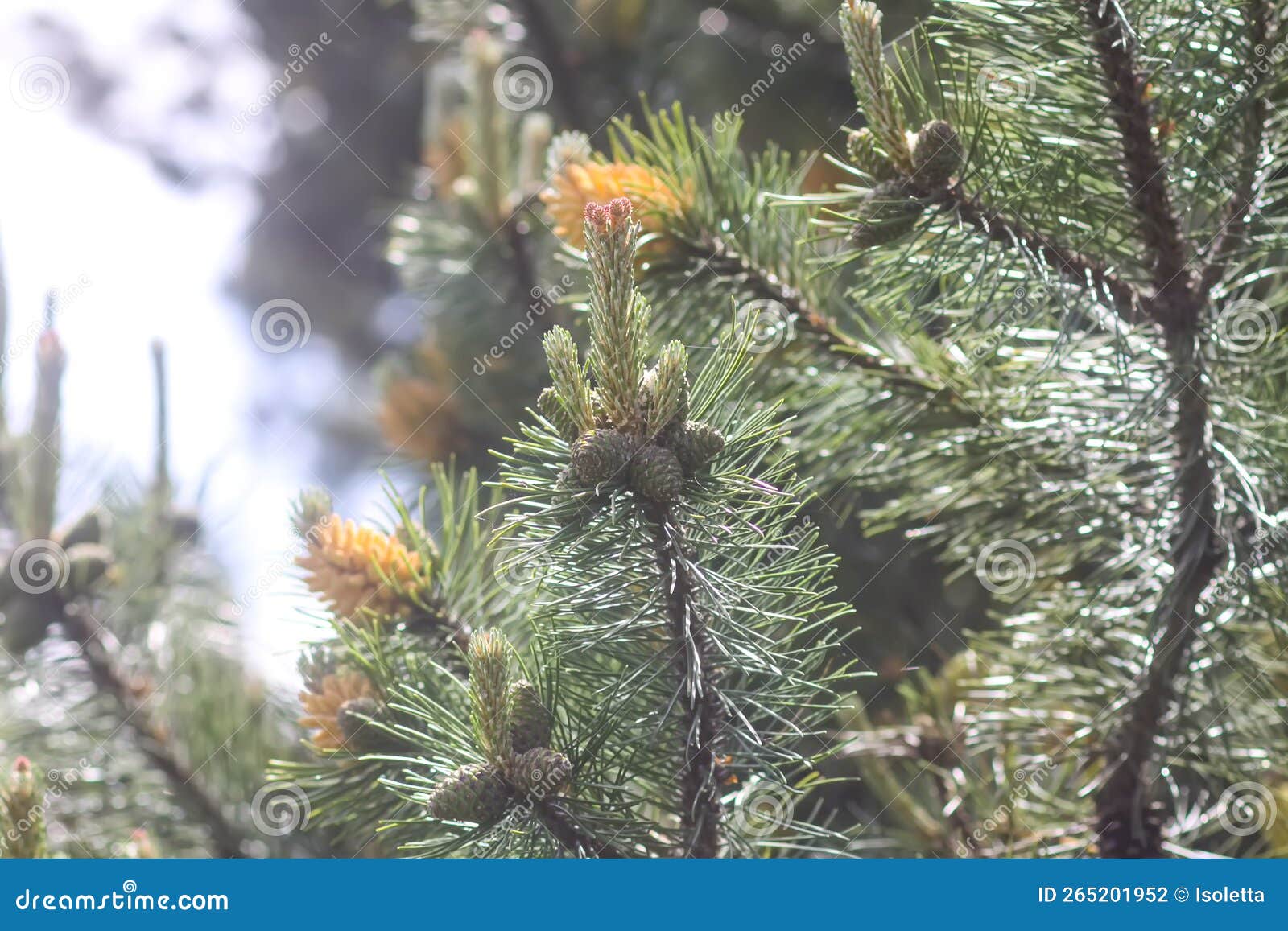 Spruce Tree Branches in Summer Park. Pine Pollen Used in Herbal ...