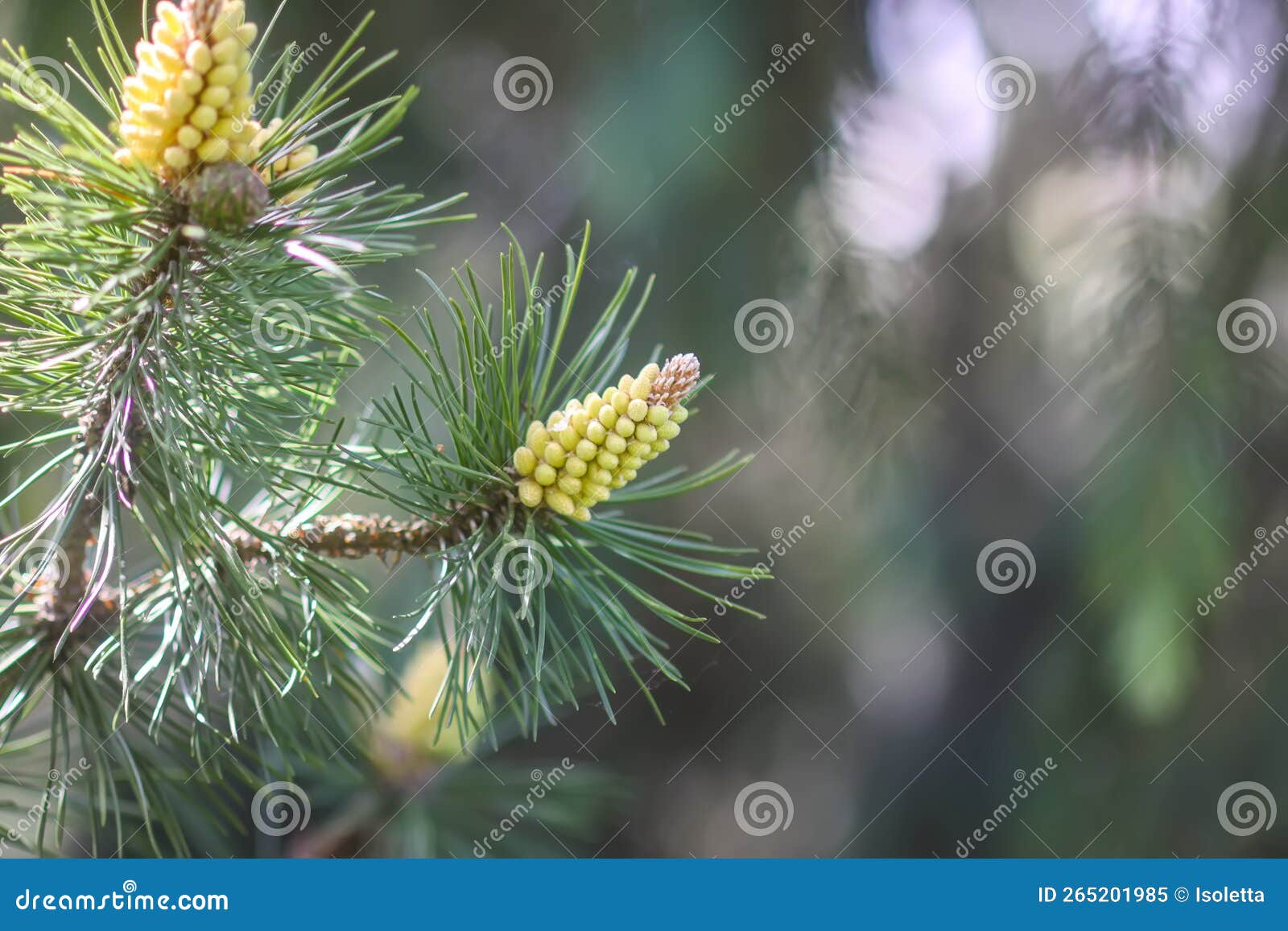 Spruce Tree Branches in Summer Park. Pine Pollen Used in Herbal ...