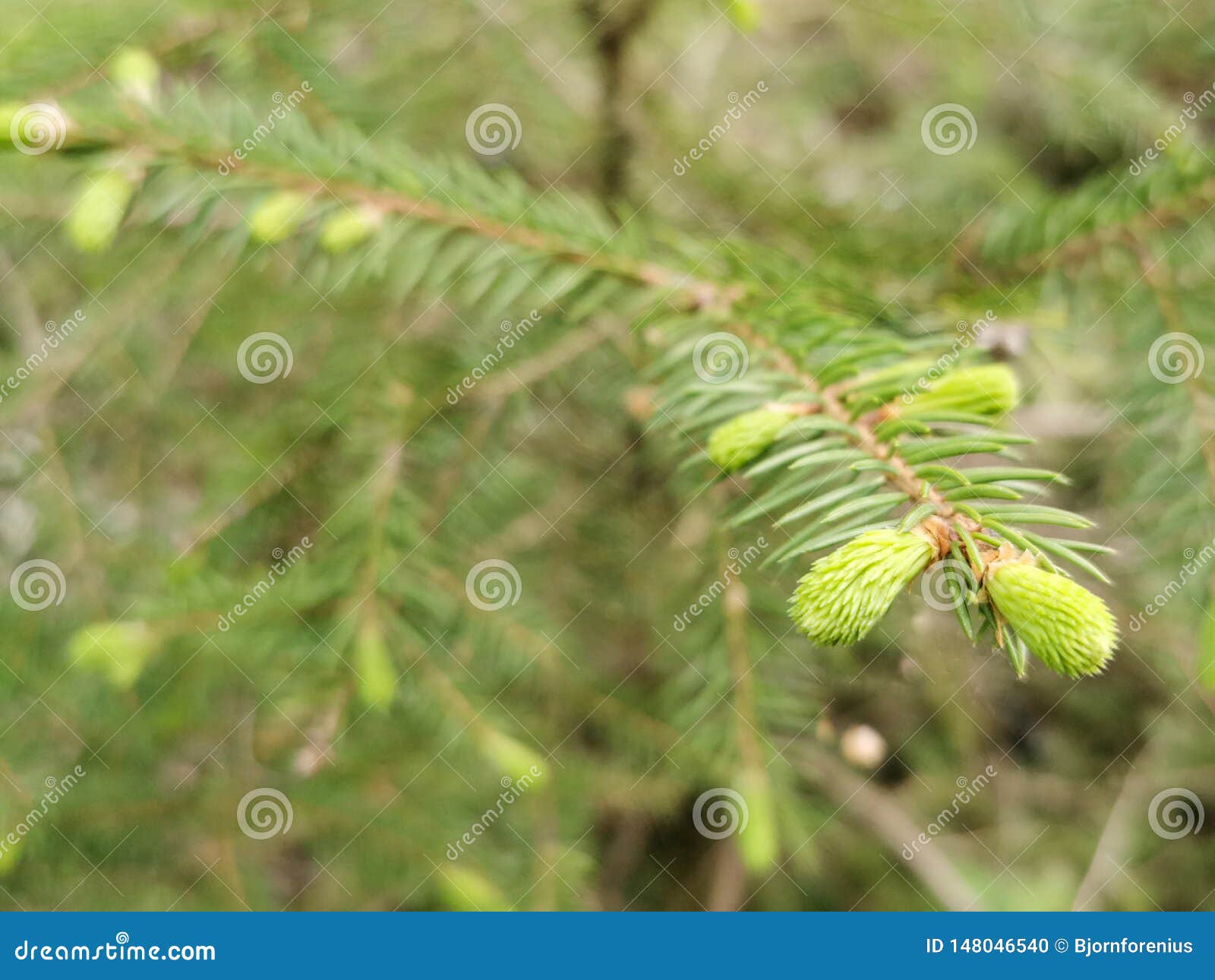 Spruce, for Tree with Buds in Springtime Stock Photo - Image of closeup ...