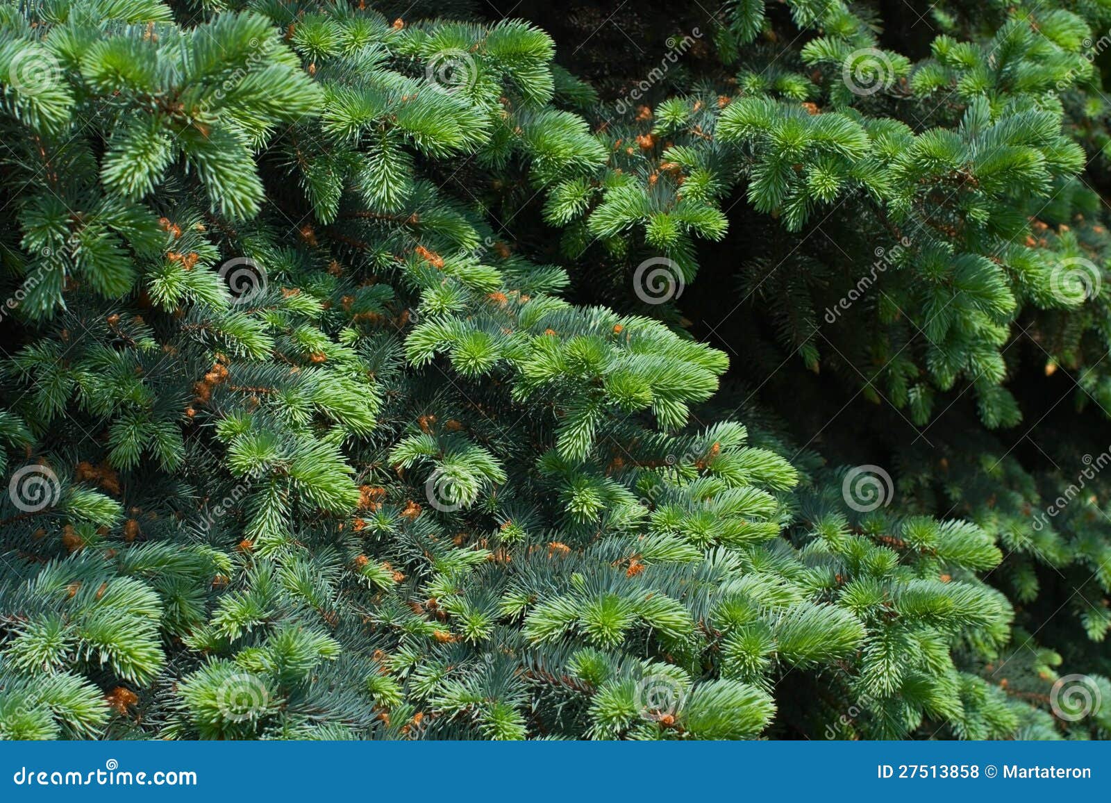 Spruce tree close-up stock photo. Image of forest, cones - 27513858