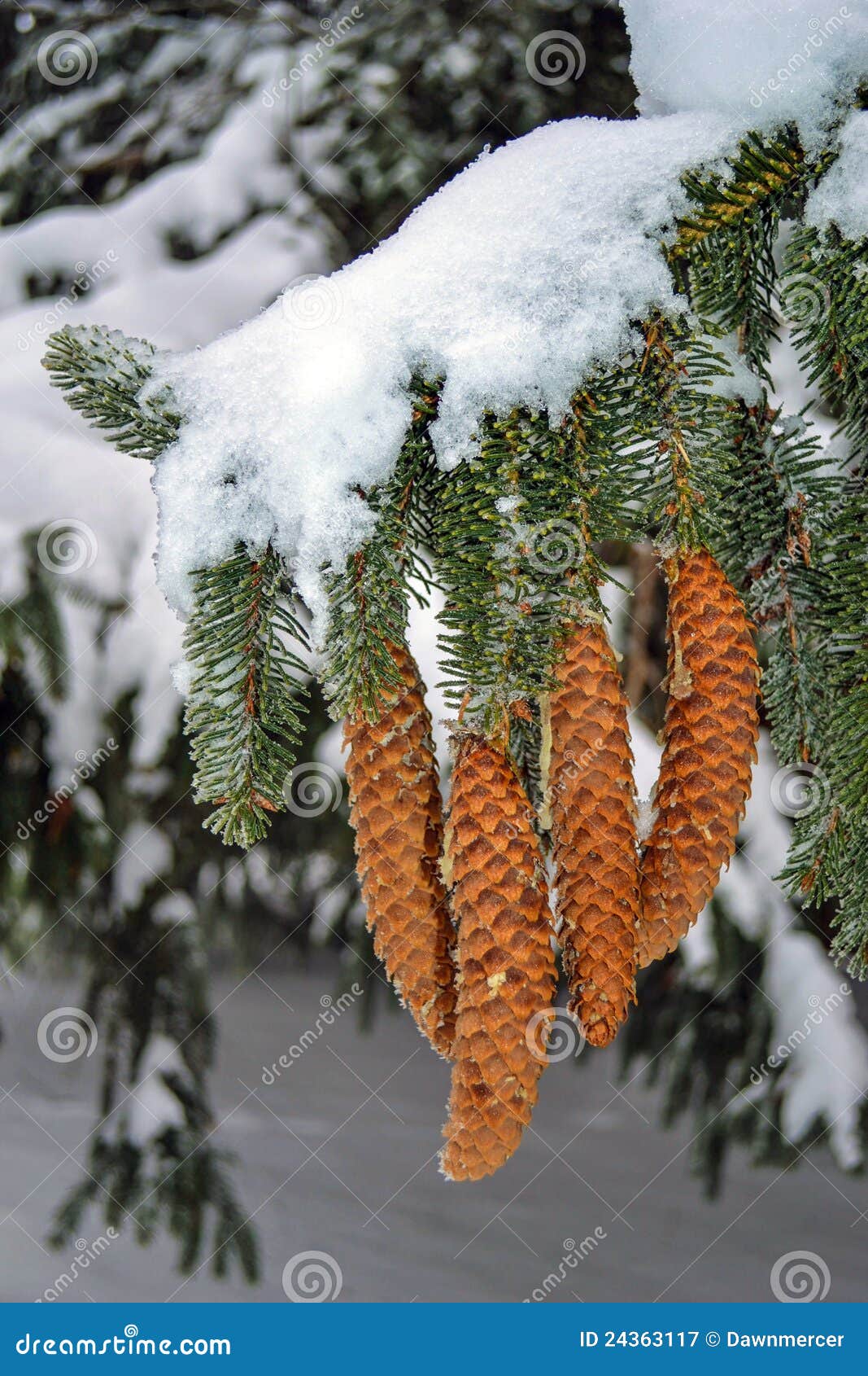 Spruce Tree Cones stock image. Image of beautiful, needle - 24363117