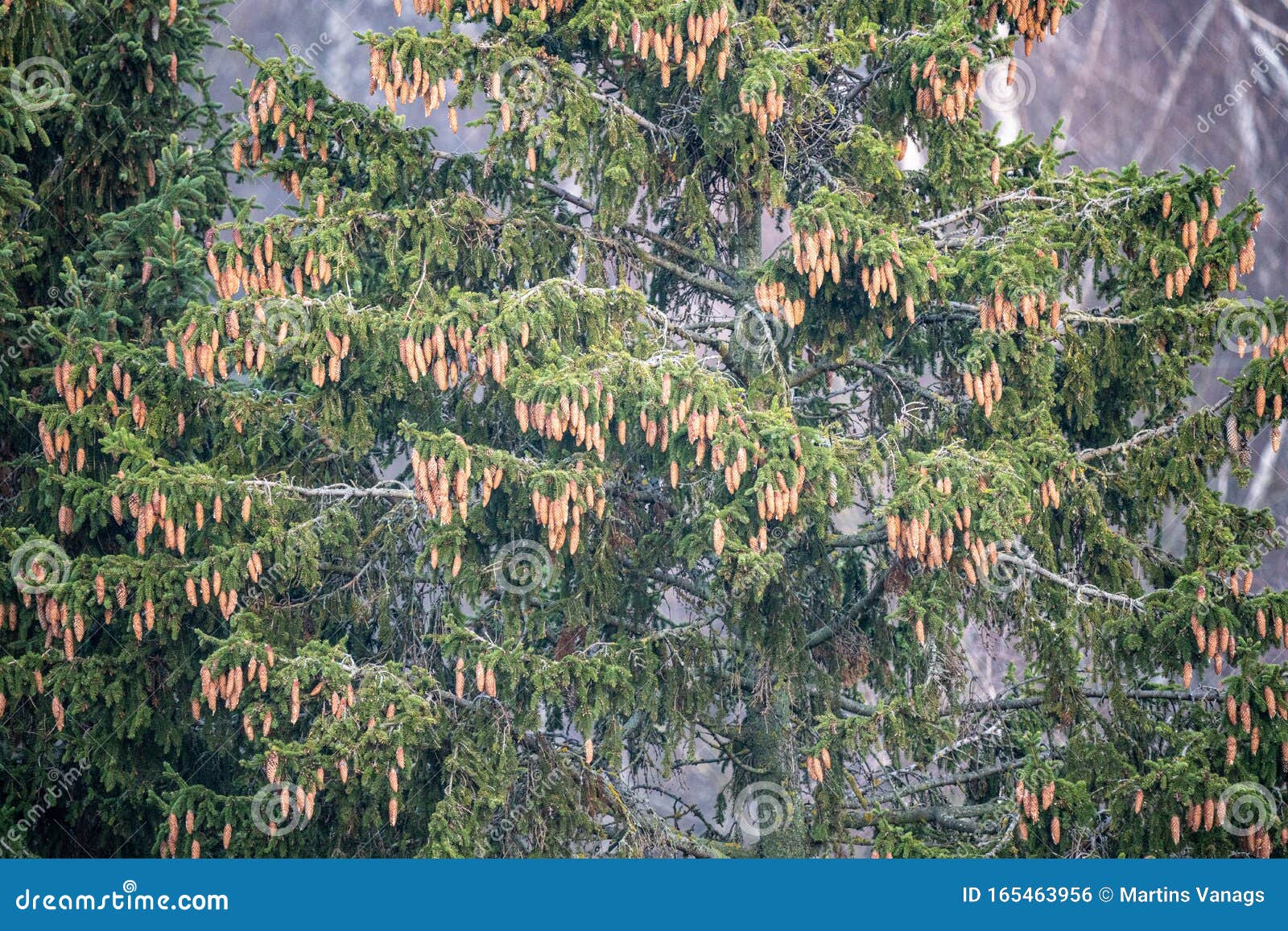 Spruce Tree with Cones in Autumn Stock Photo - Image of growth, tree ...