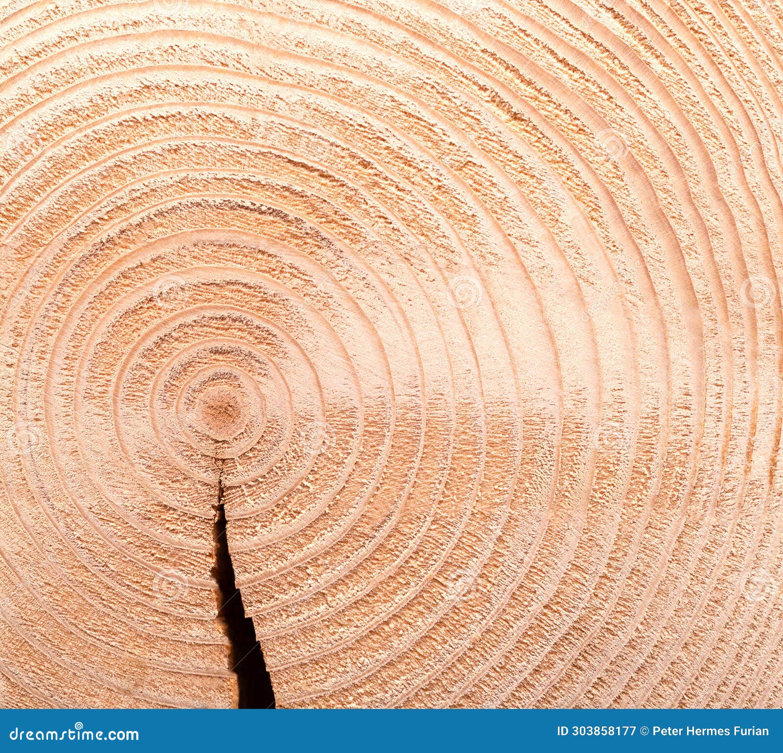 Spruce Tree, Horizontal Cross Section, with Growth Rings, and with a ...
