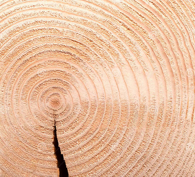 Spruce Tree, Horizontal Cross Section, with Growth Rings, and with a ...