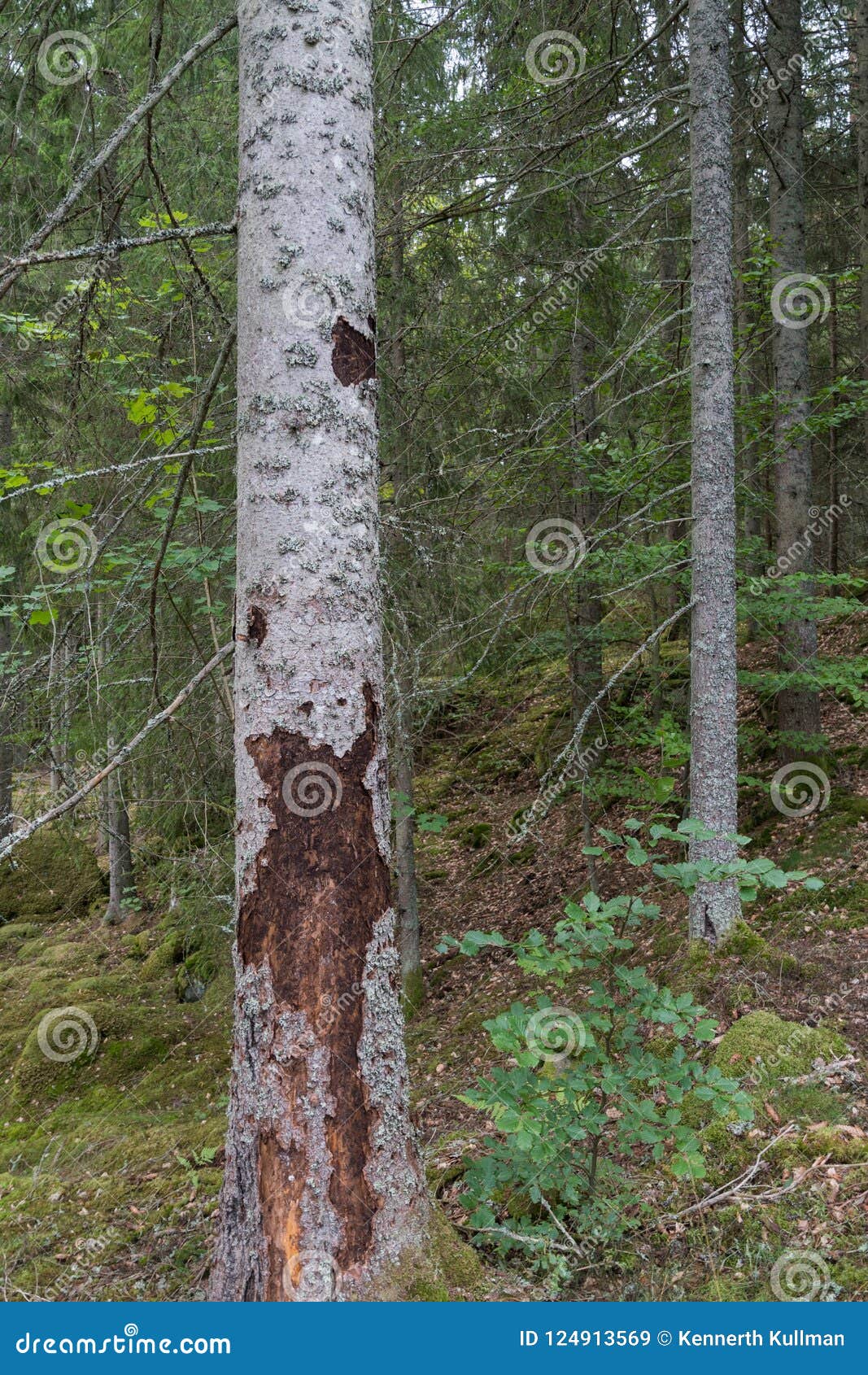 Spruce Tree Destroyed by Insects Stock Image - Image of hole, engraver ...