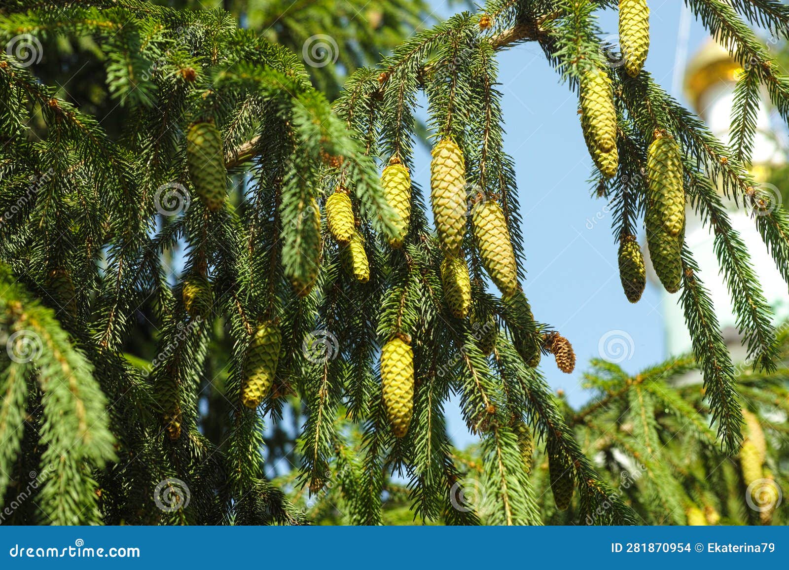 A Spruce Tree with Fir Cones Hanging Off of Its Branches Stock Photo ...