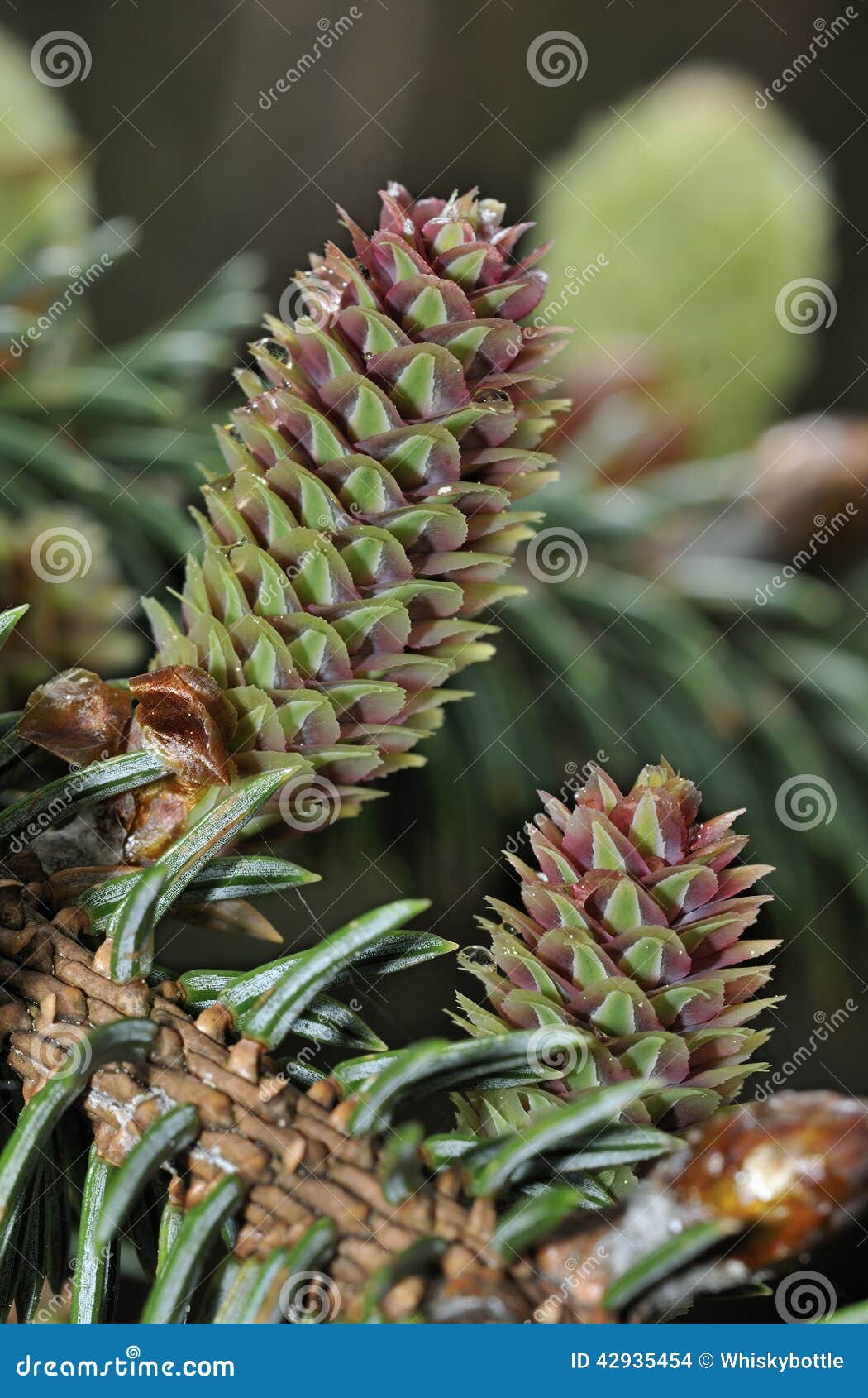 Picea Sp Stock Photos - Free & Royalty-Free Stock Photos from Dreamstime