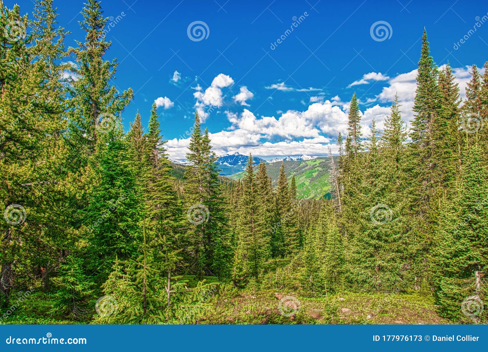 Spruce Tree Forest Background Stock Image - Image of outdoor, summer ...