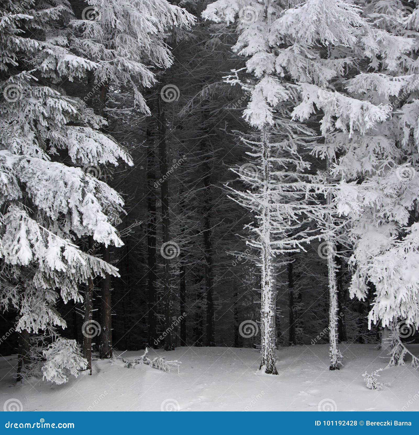 Spruce Tree Forest Covered by Snow in Winter Landscape Stock Photo ...
