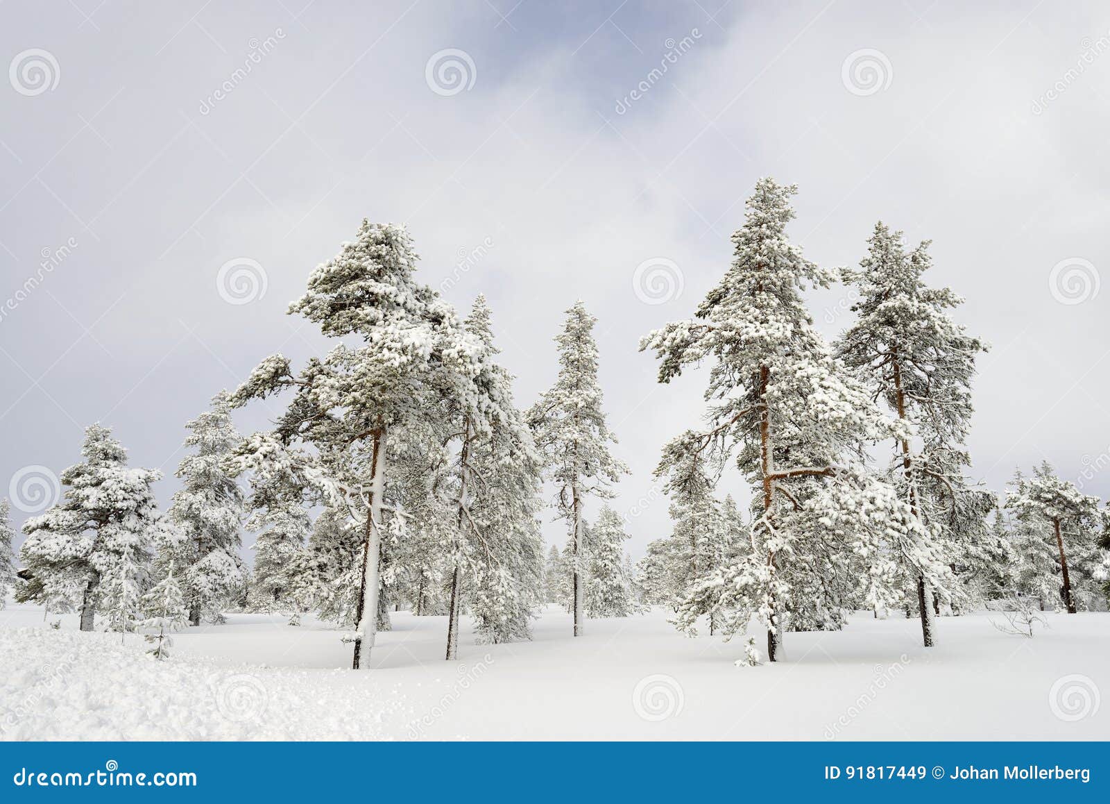 Spruce Tree Forest Covered by Snow in Winter Landscape Stock Image ...