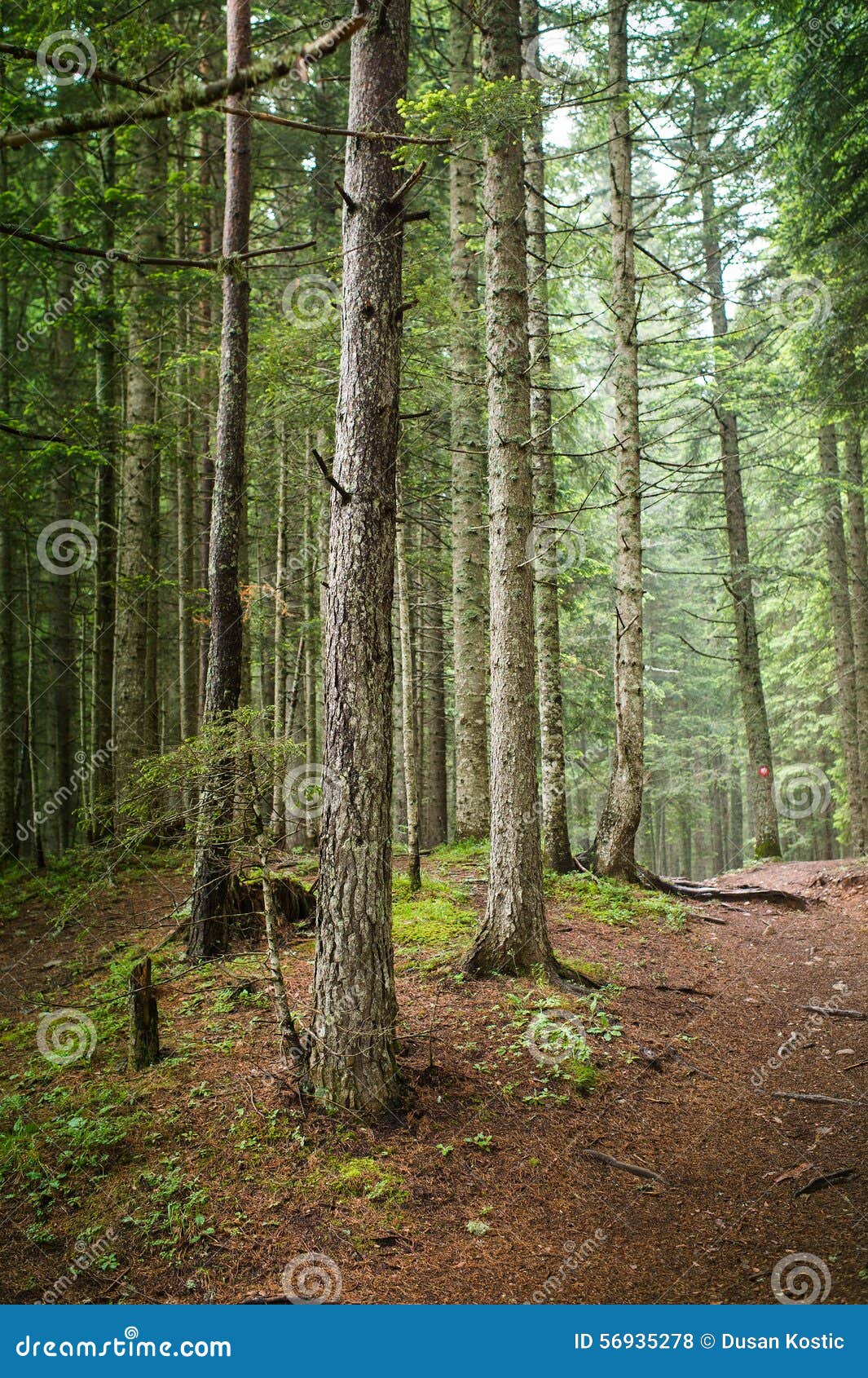 Spruce Tree Forest stock photo. Image of forest, outdoors - 56935278