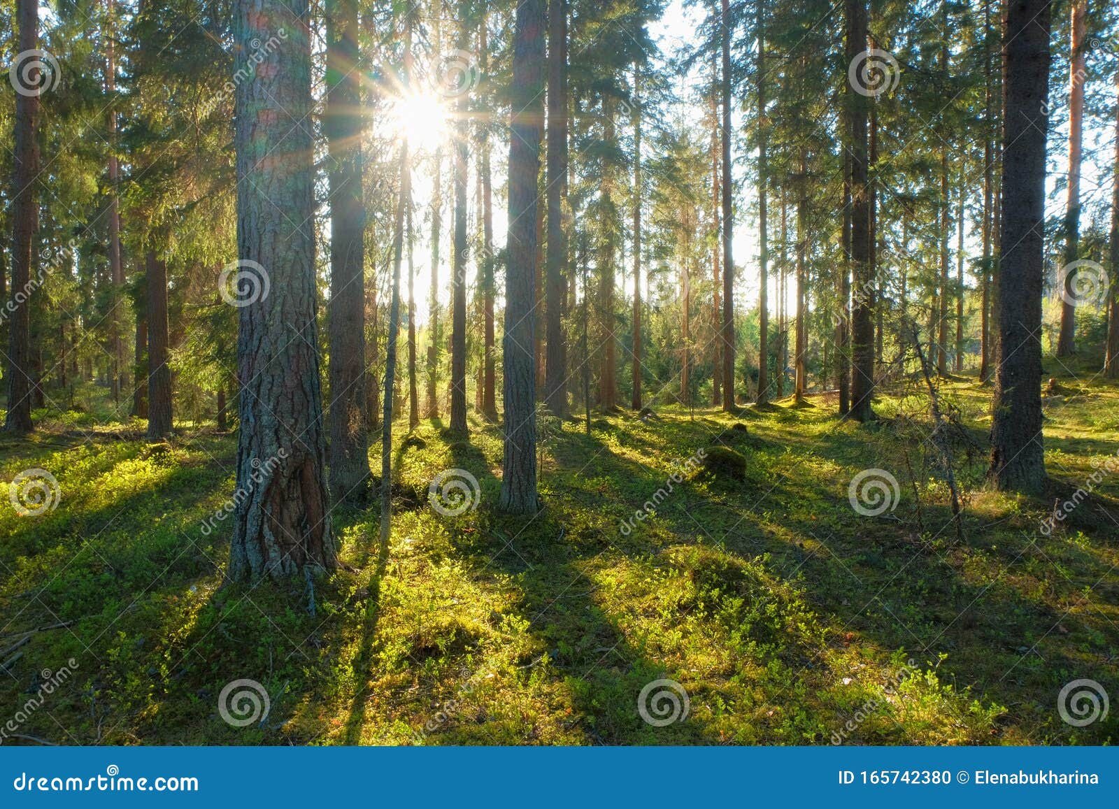 Spruce Tree Forest, Sunbeams Shining through the Trees Illuminating ...