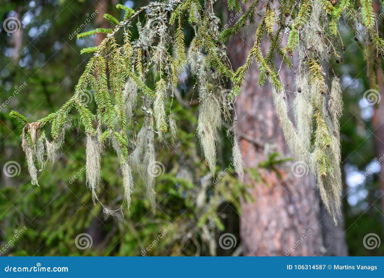 Spruce tree forest view stock image. Image of grass - 106314587