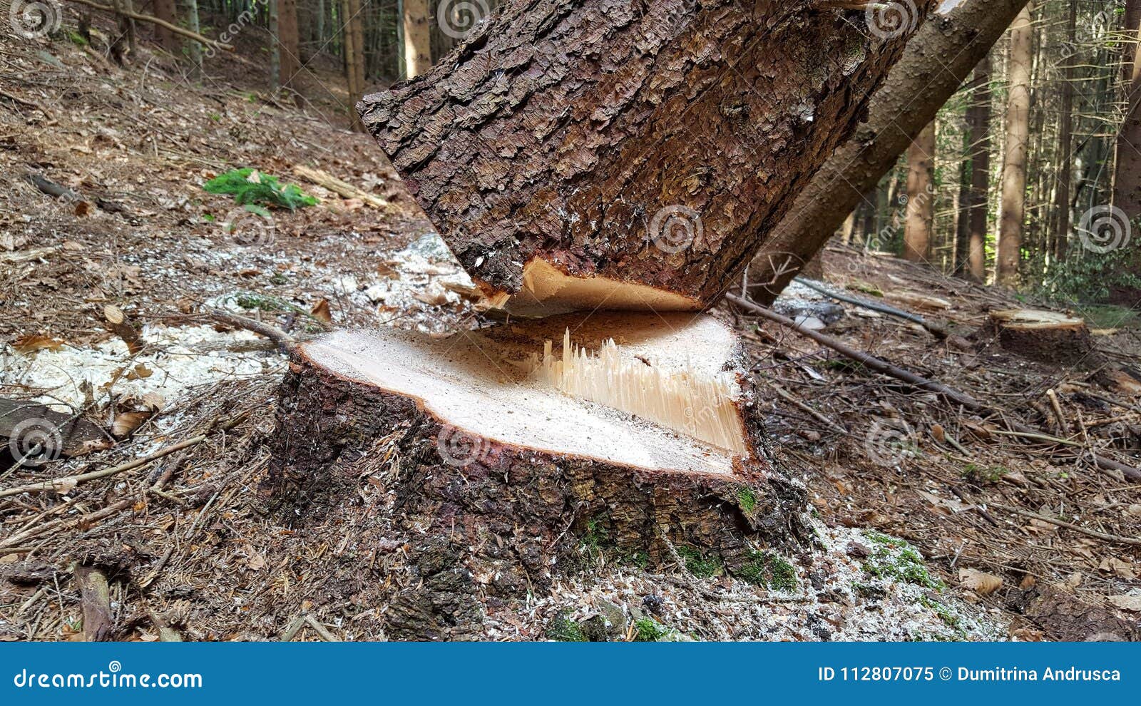 Spruce tree forestry stock image. Image of lumber, cutting - 112807075