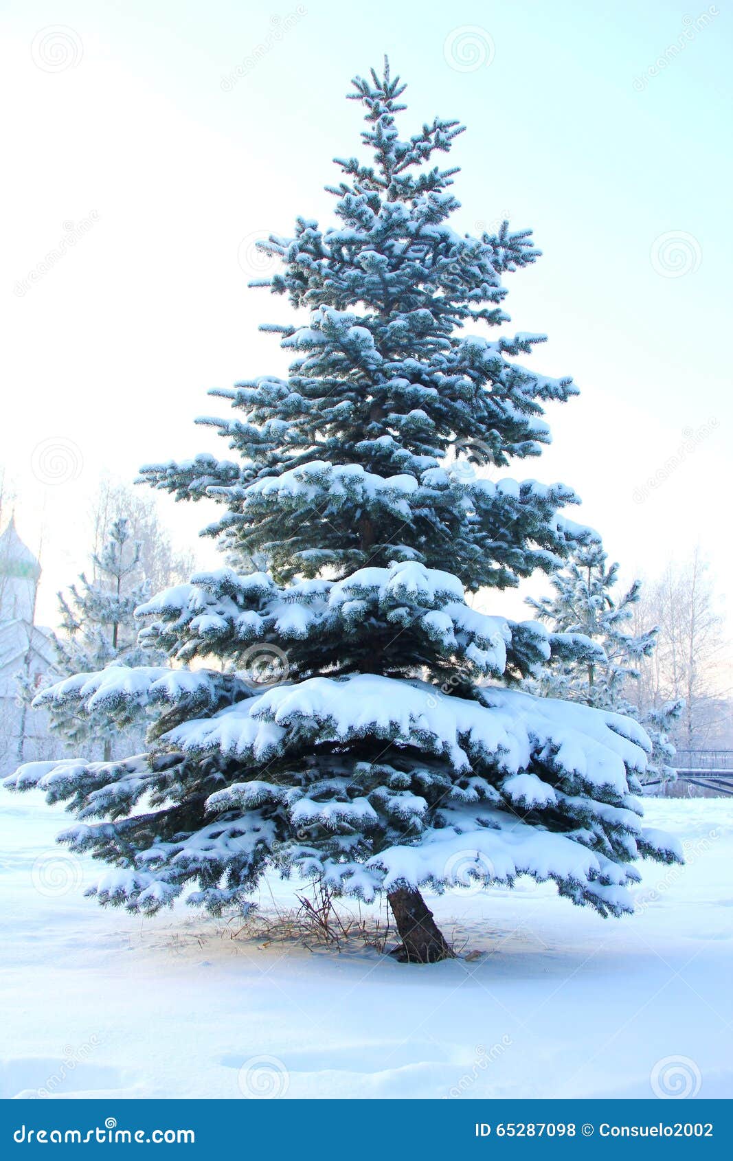 Spruce tree in full growth stock photo. Image of tree - 65287098