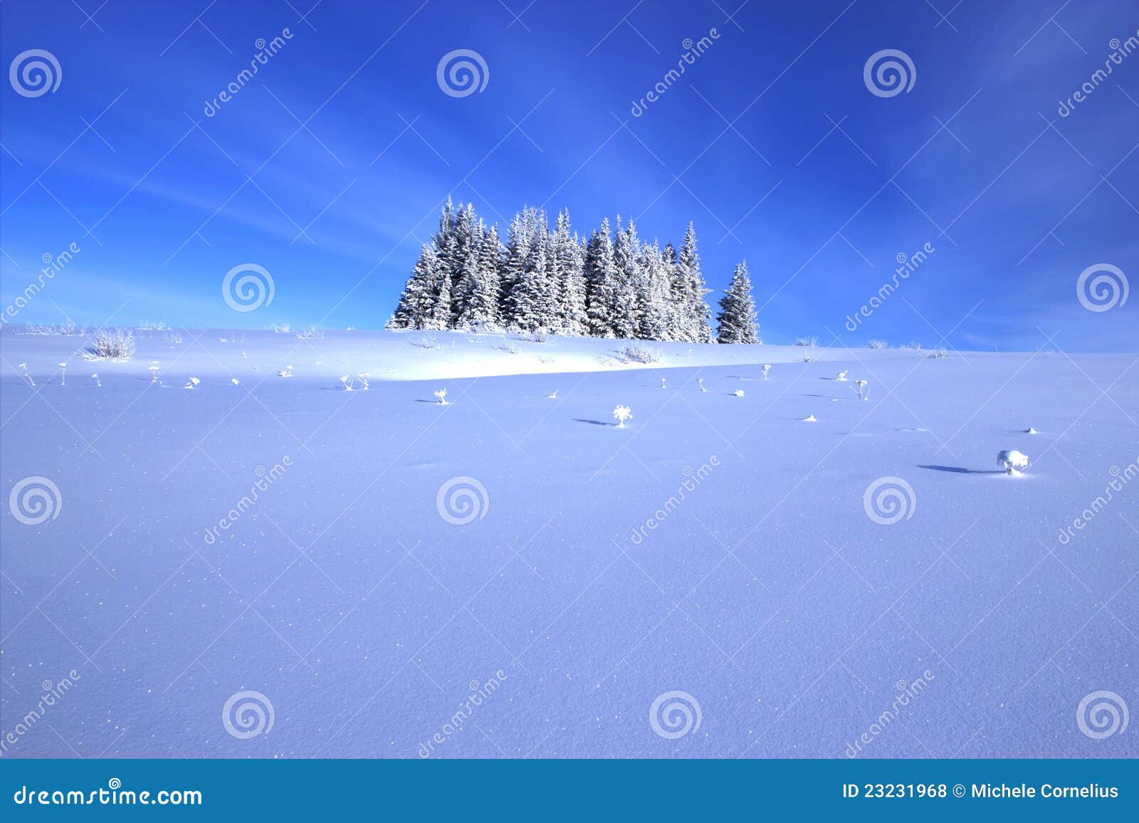 Spruce Tree Grove with Snow Stock Photo - Image of blue, grove: 23231968